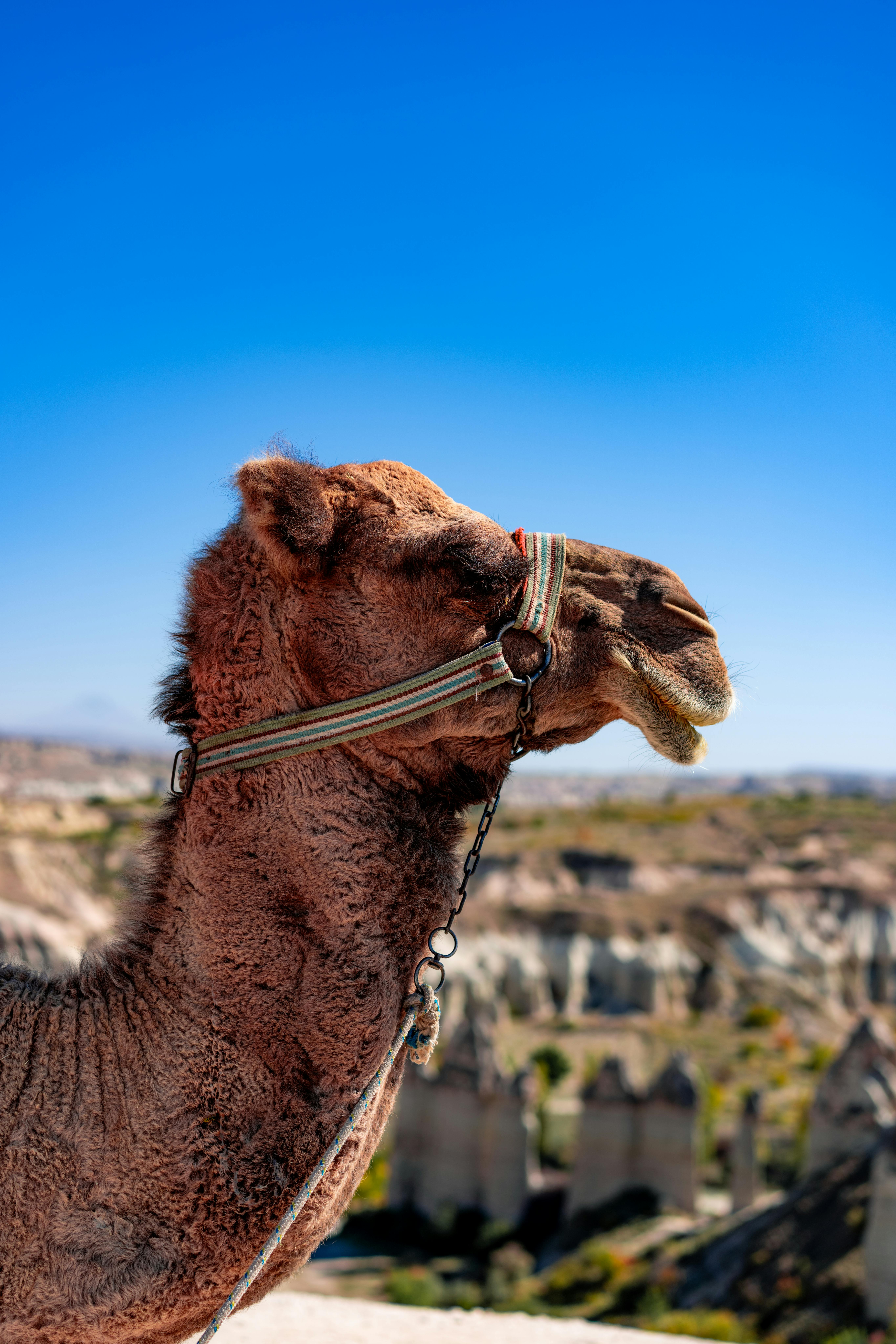 Front View of a Camel at the Desert Area · Free Stock Photo