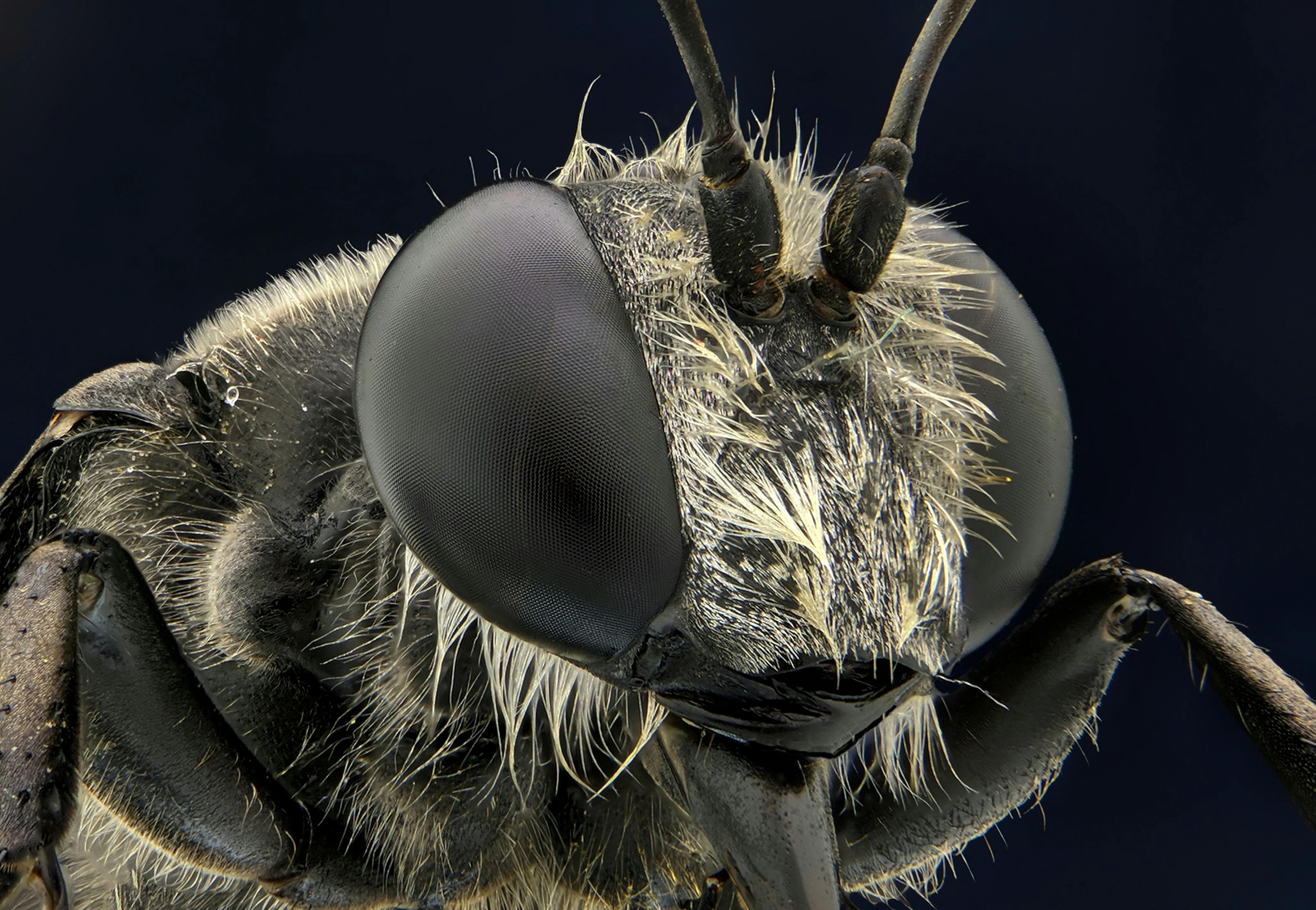 A Hairy Insect in Close-up Photography · Free Stock Photo