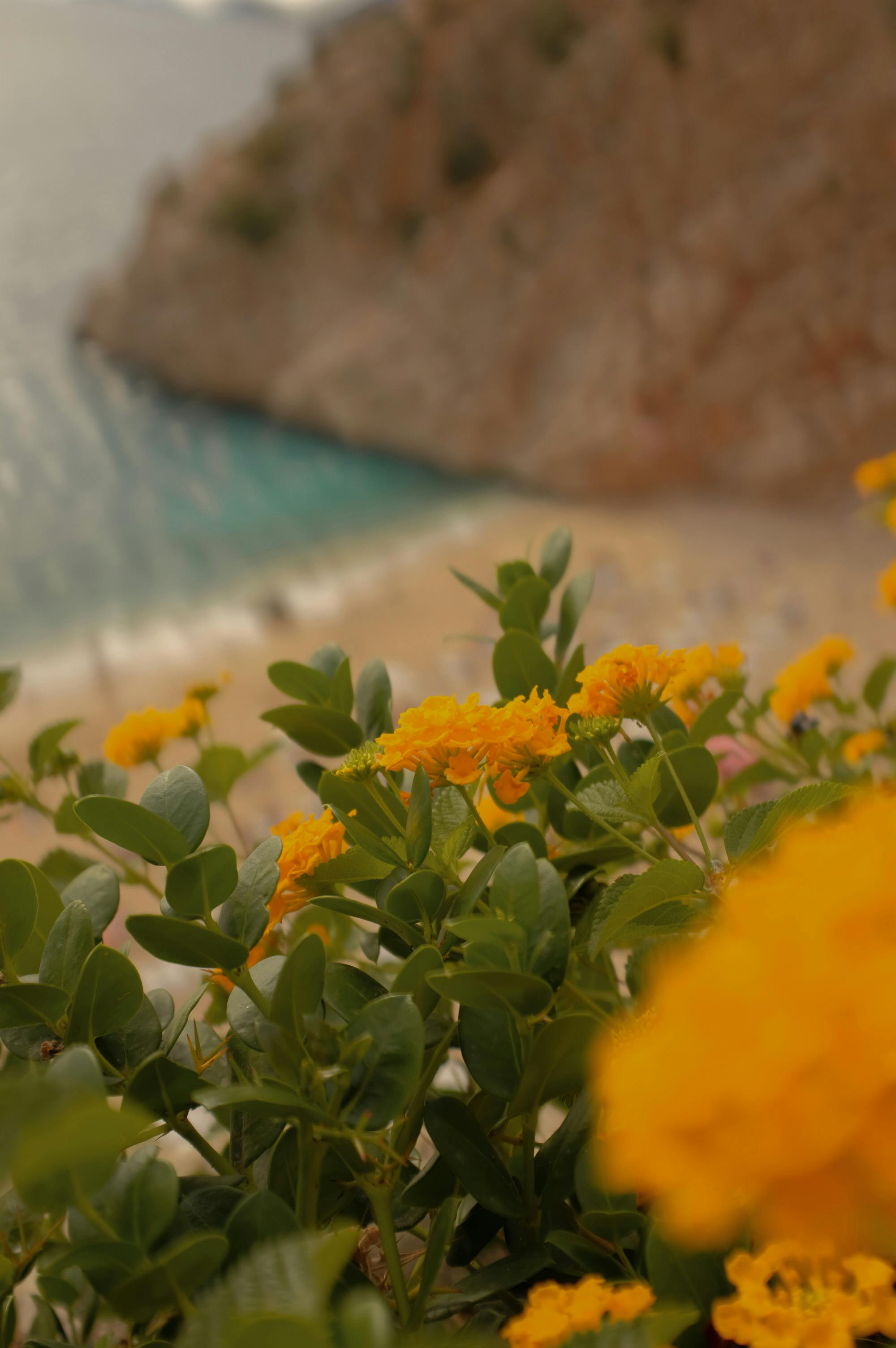 Selective Focus Photo of Yellow Flowers with Green Leaves · Free Stock ...
