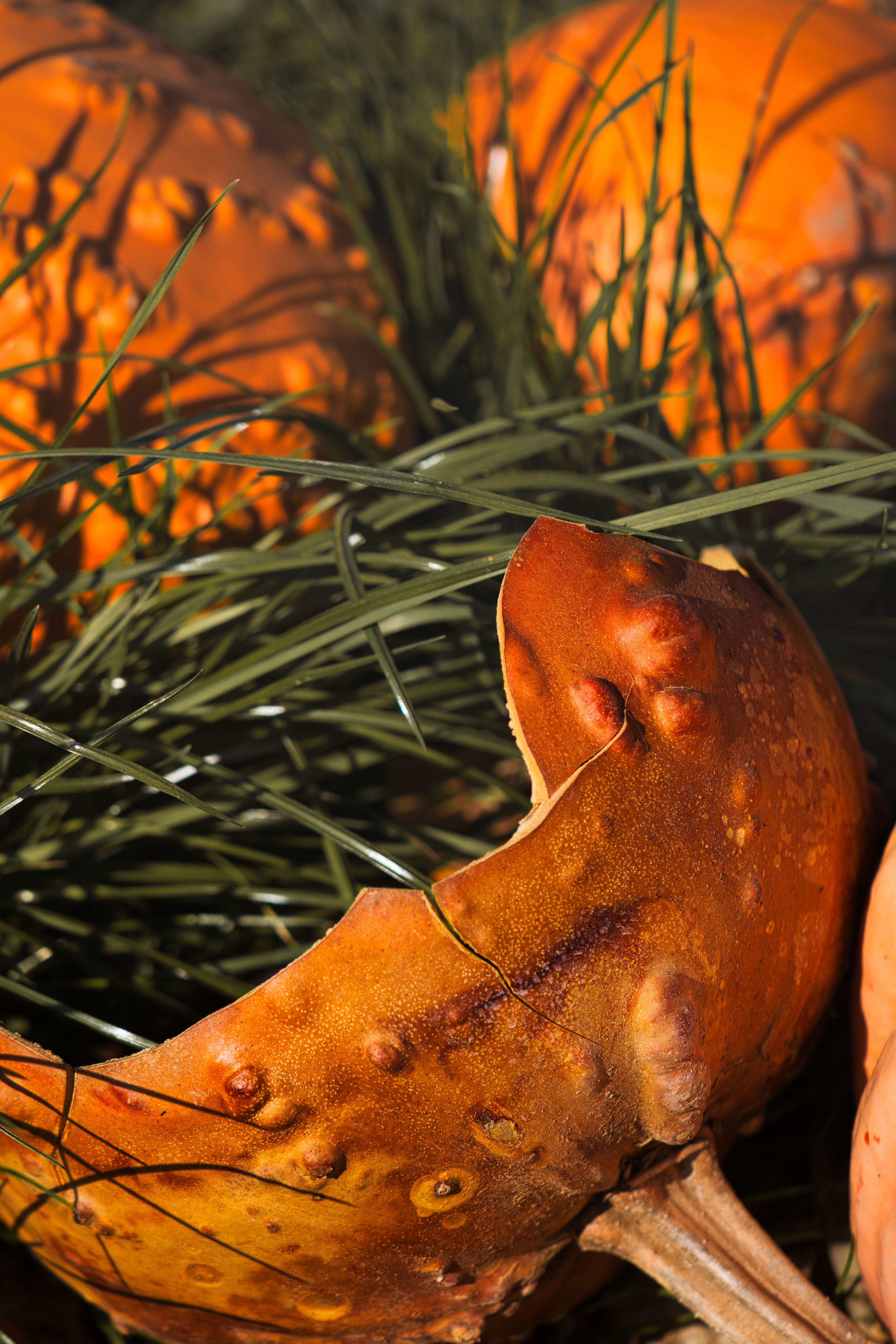 A Close-Up Shot of a Broken Pumpkin · Free Stock Photo
