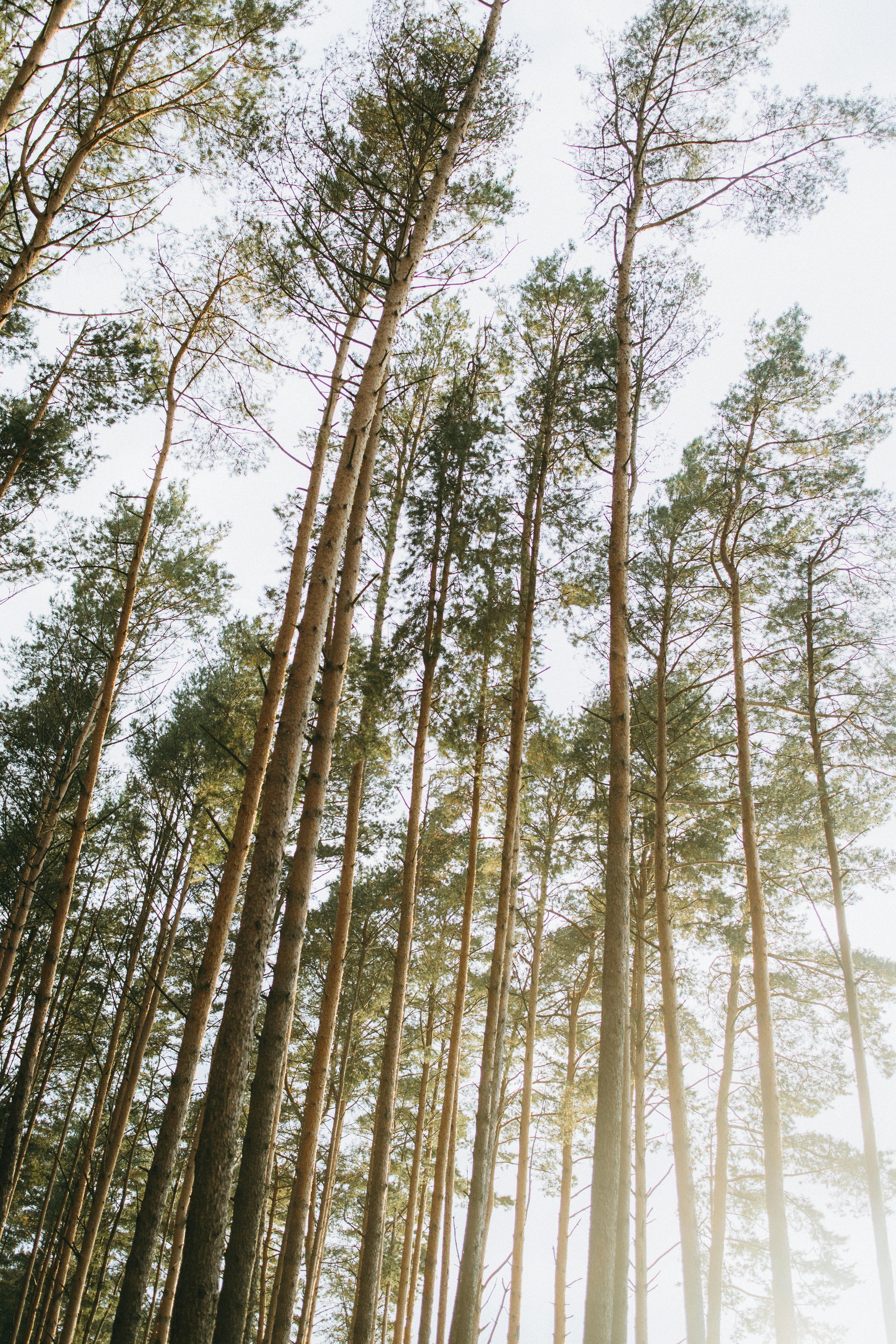 Tall Trees in a Forest · Free Stock Photo