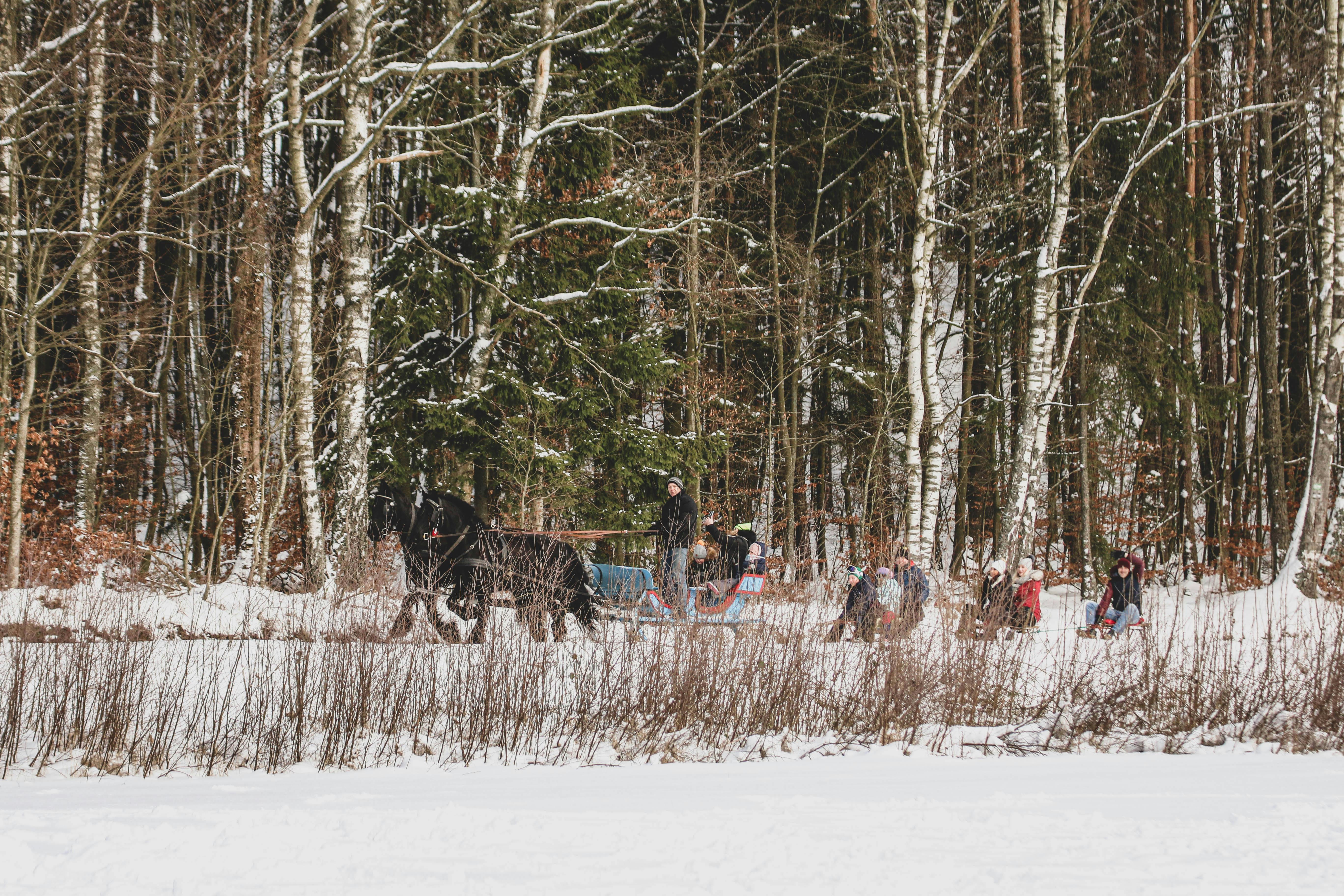 People Riding Slay on Snow Covered Field · Free Stock Photo