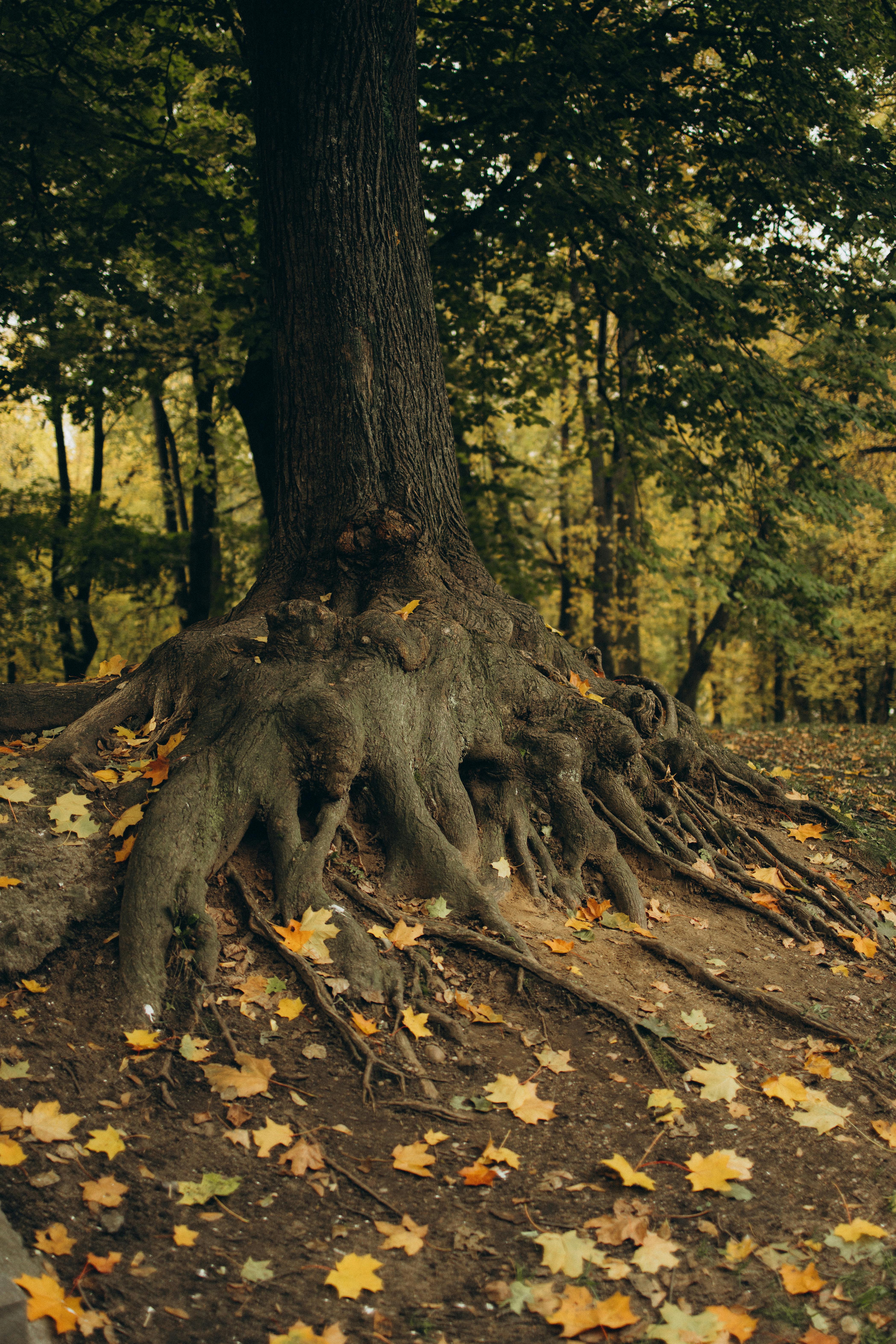 Tree Trunk Roots Photos, Download The BEST Free Tree Trunk Roots Stock ...