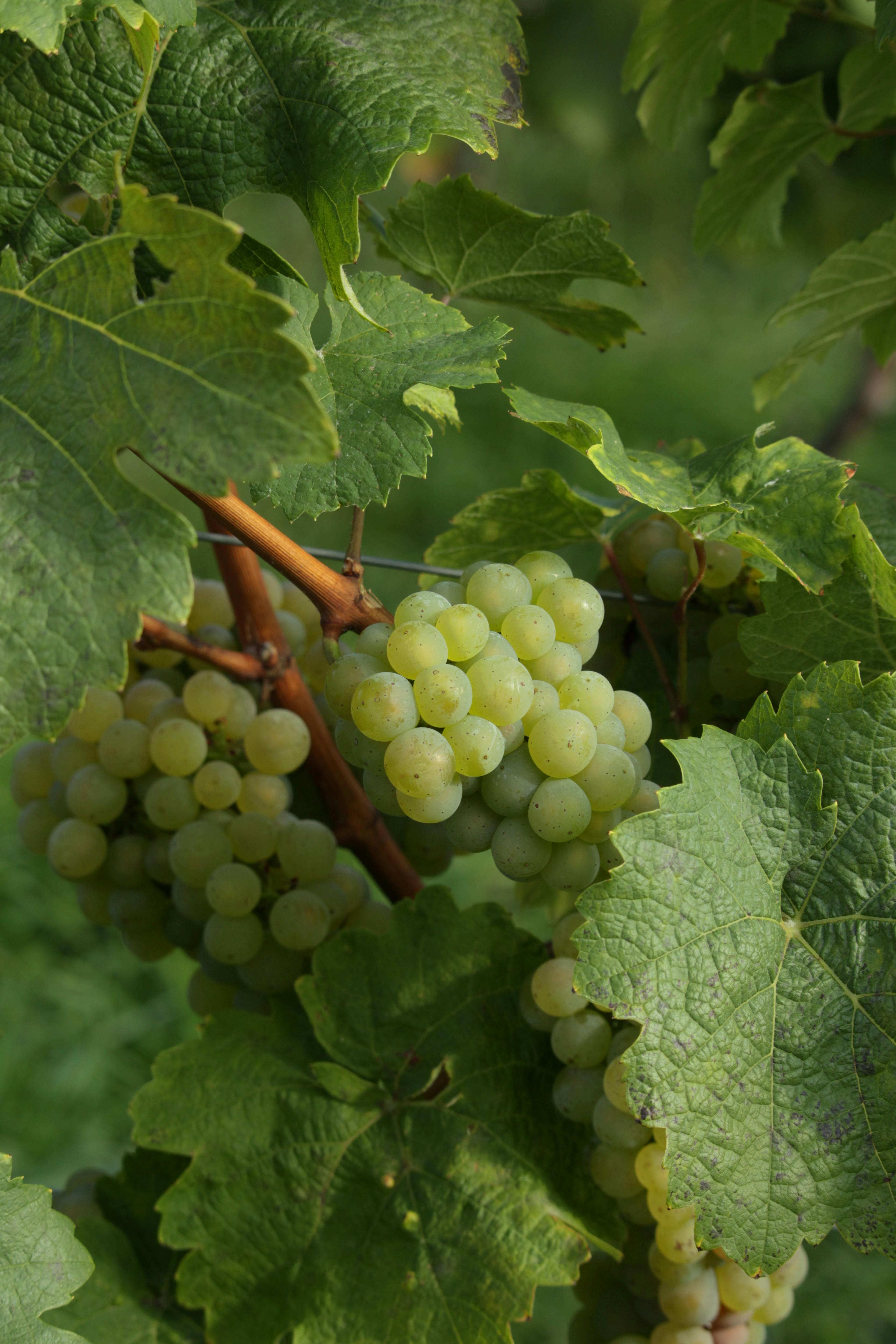 Red And Green Grapes · Free Stock Photo