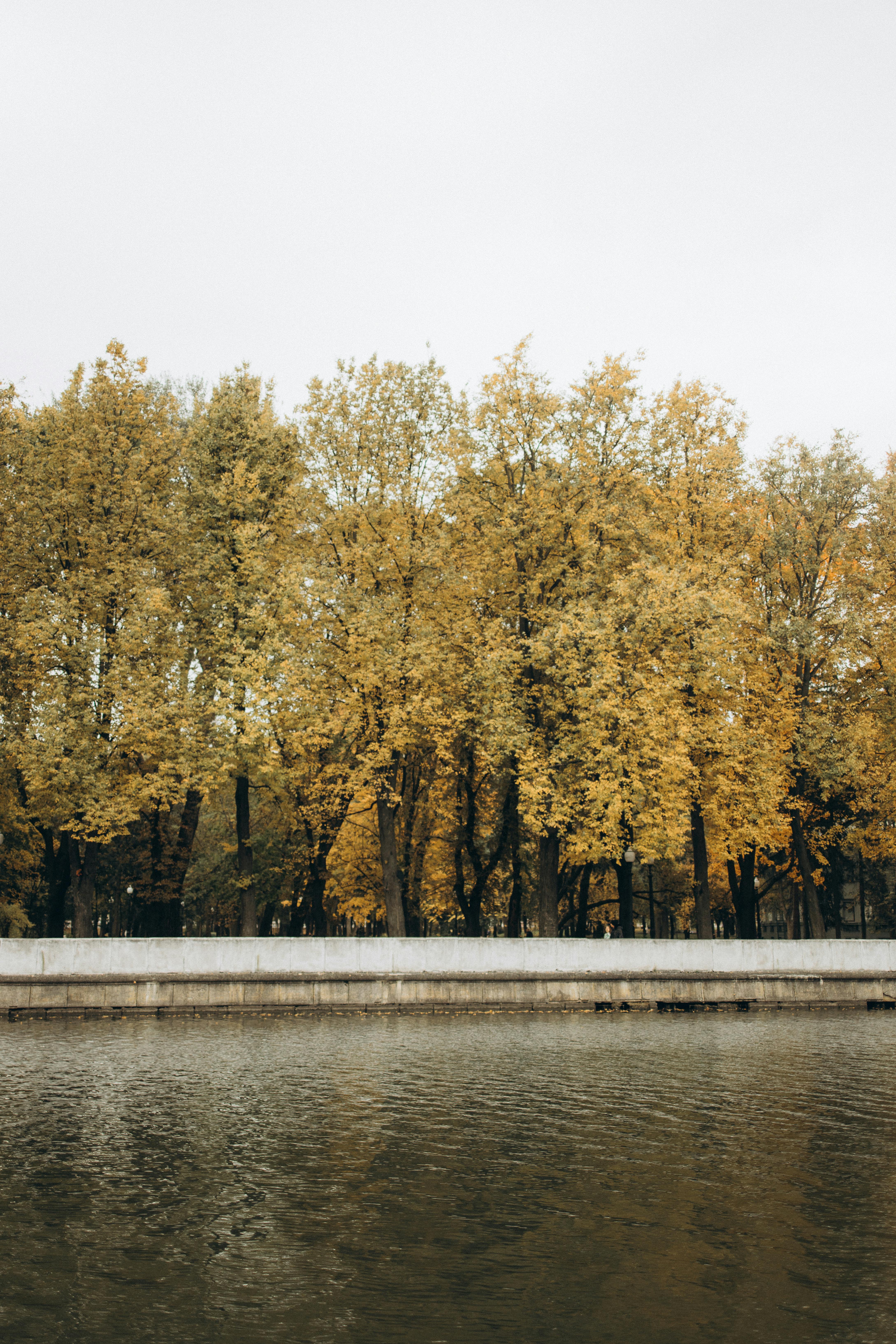 Trees Beside Body of Water · Free Stock Photo