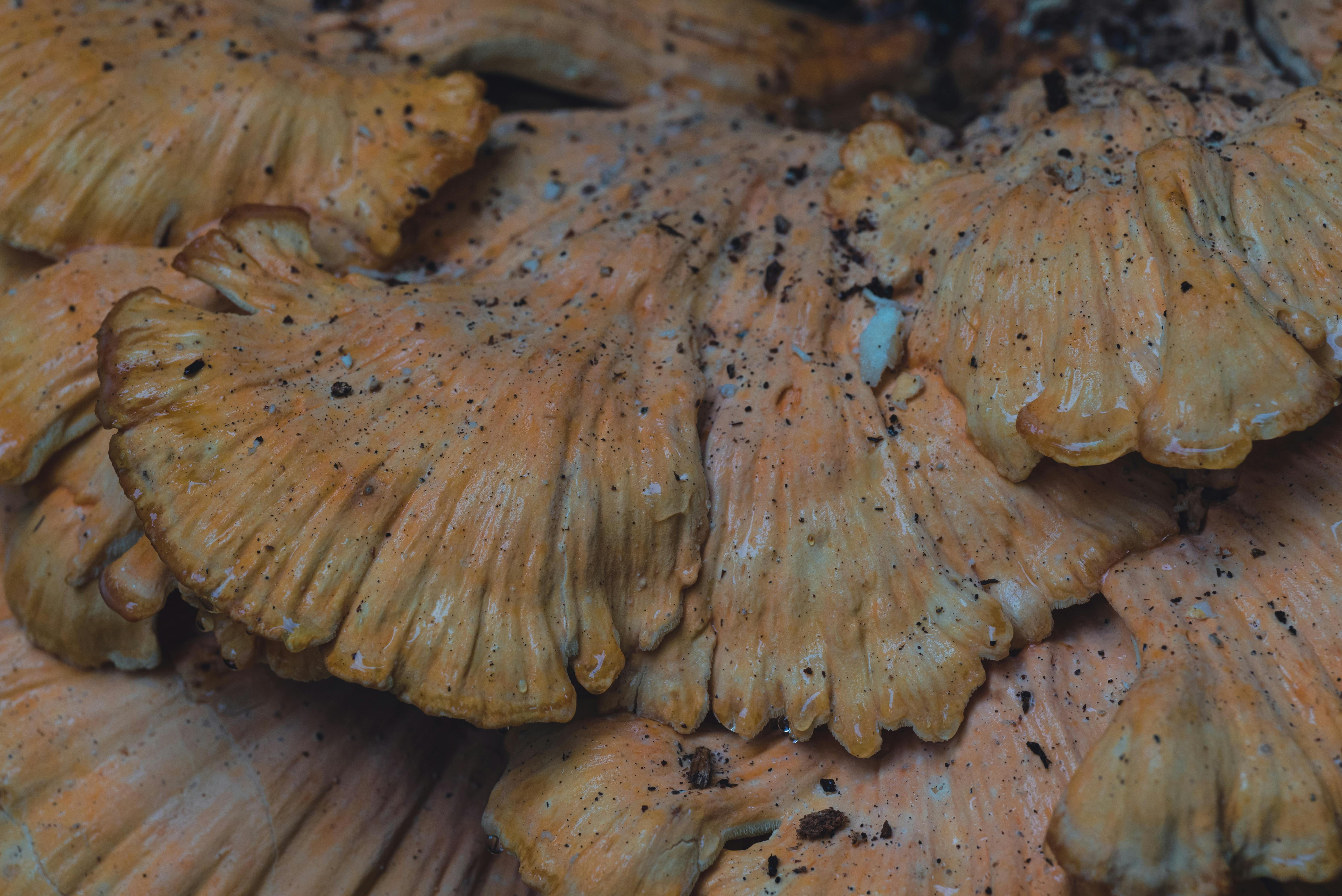 Mushroom Texture Photos, Download The BEST Free Mushroom Texture Stock ...