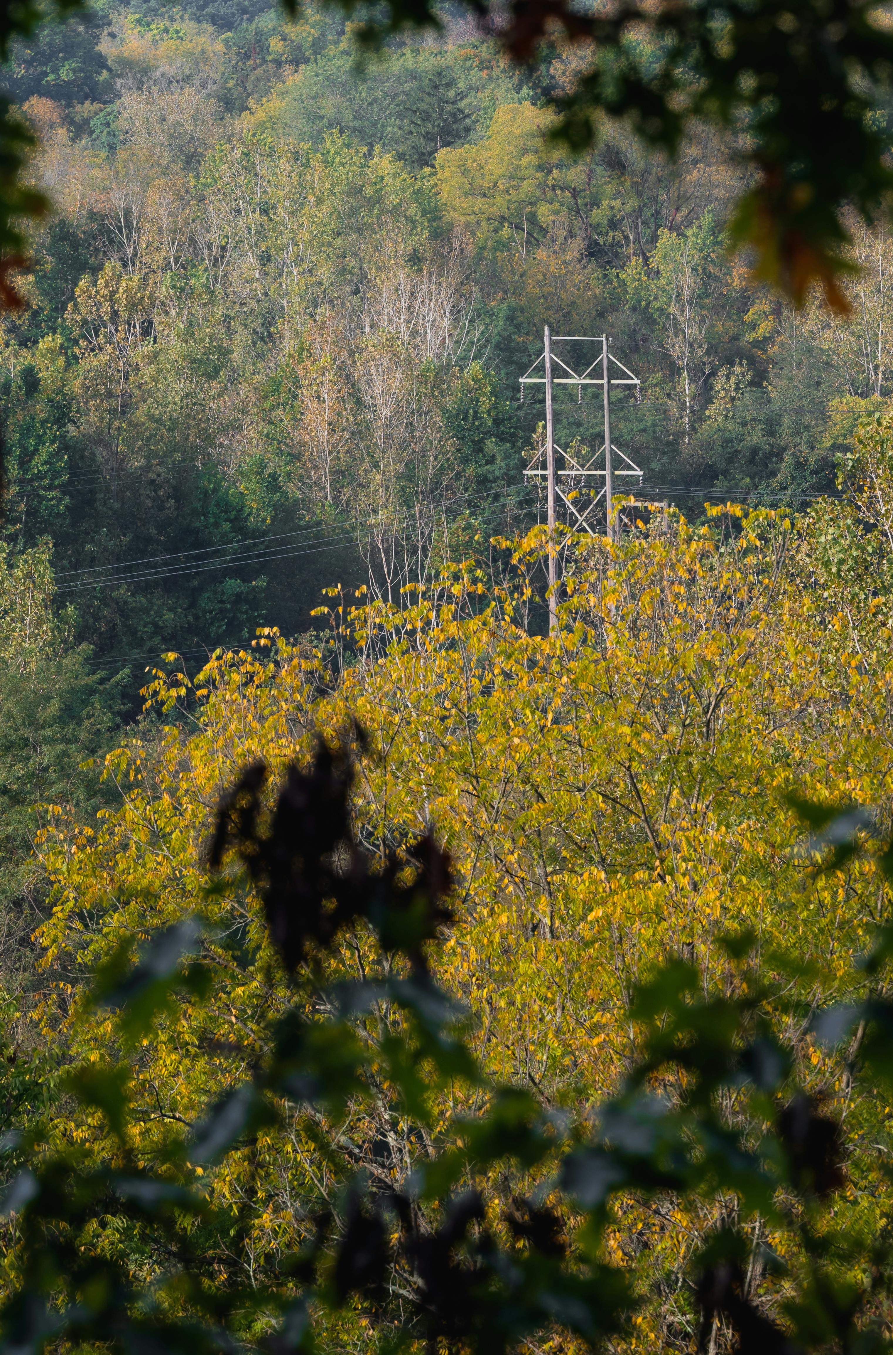 Power Lines Seen Through Autumn Trees in Forest · Free Stock Photo