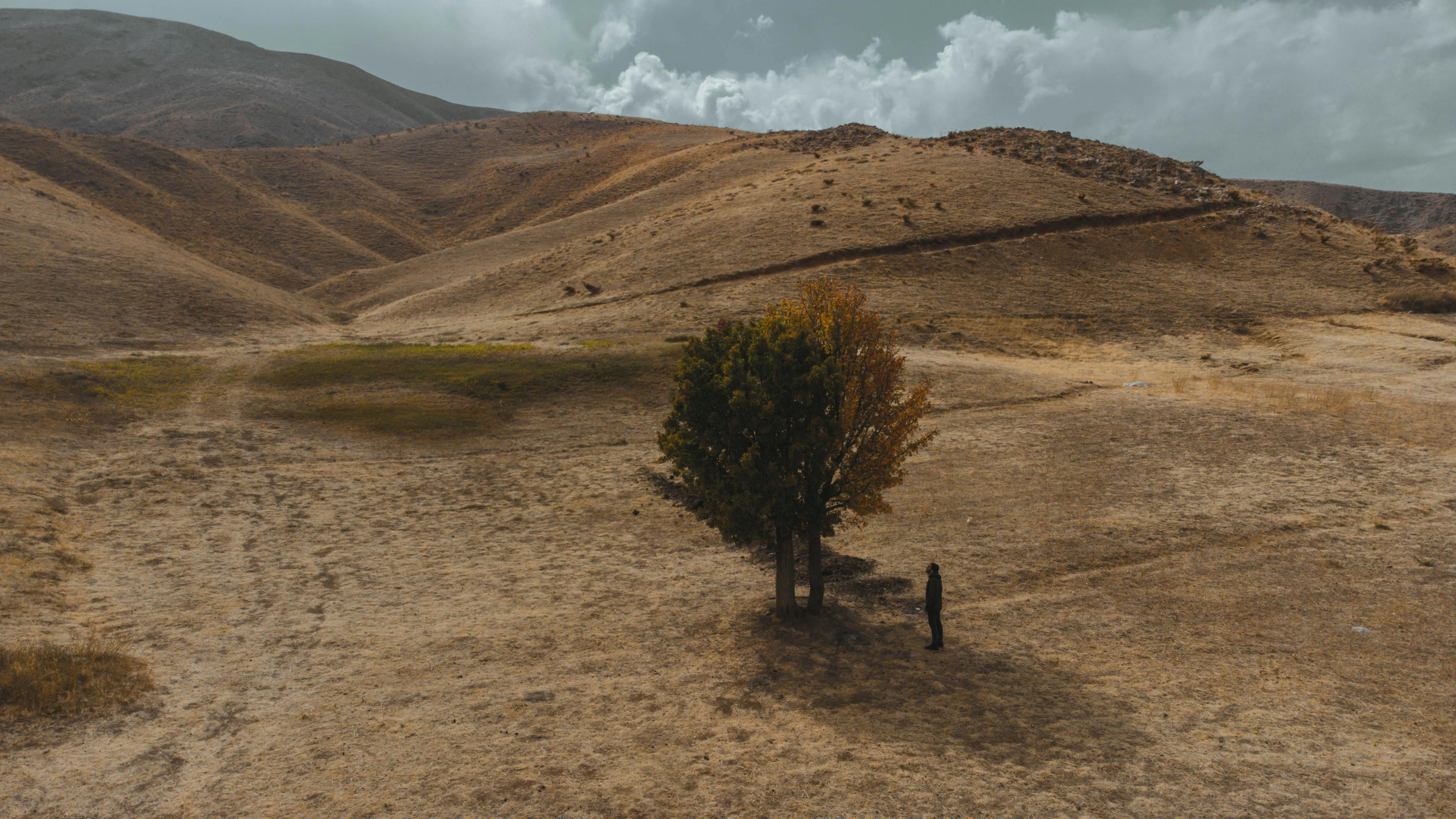 Man Standing under Tree in Wasteland · Free Stock Photo