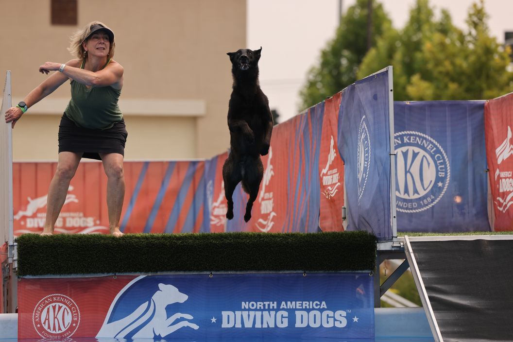 AKC Dog Agility Rules & Guidelines for Beginners