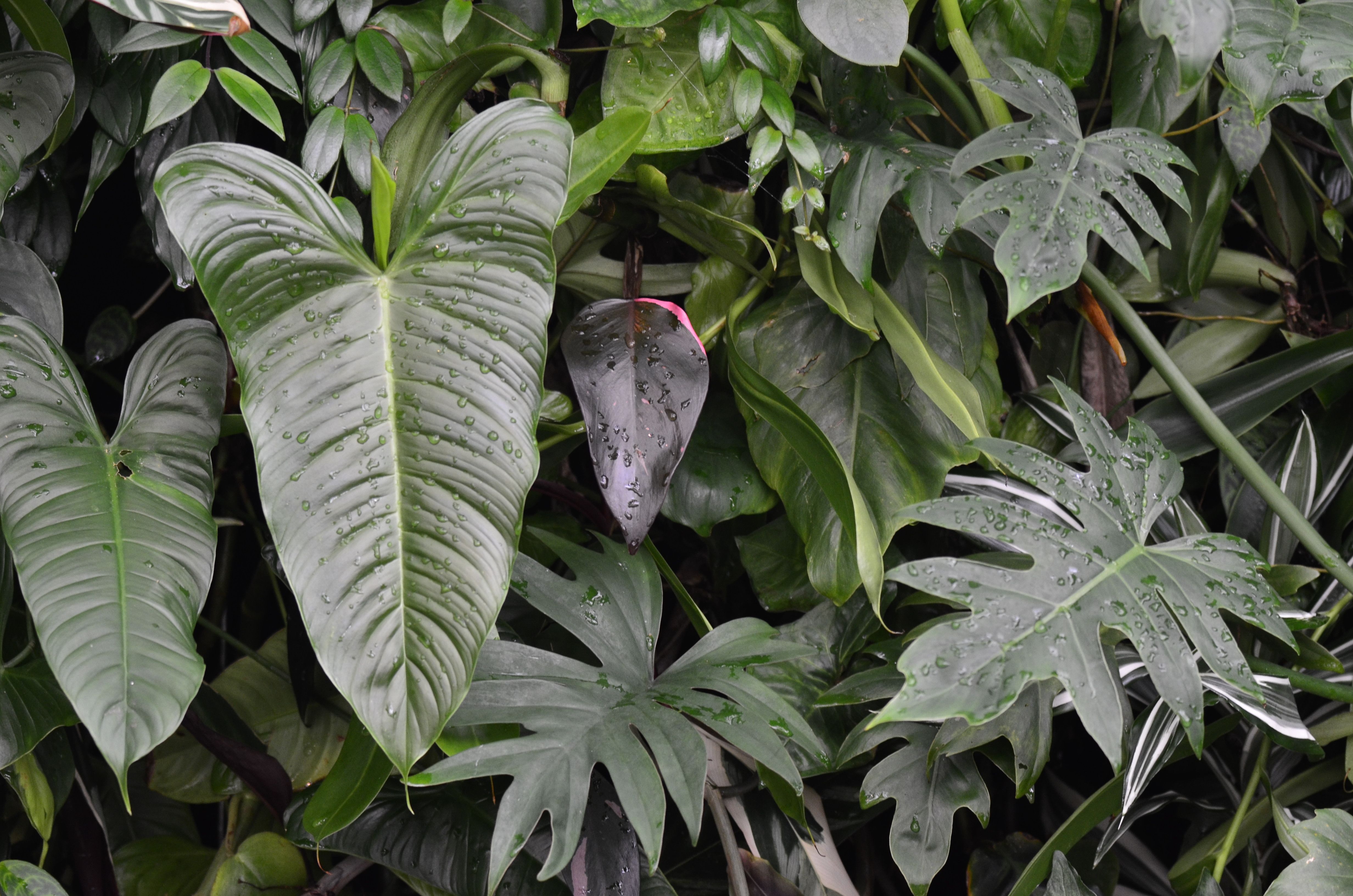 Assorted Green Leafy Plants · Free Stock Photo