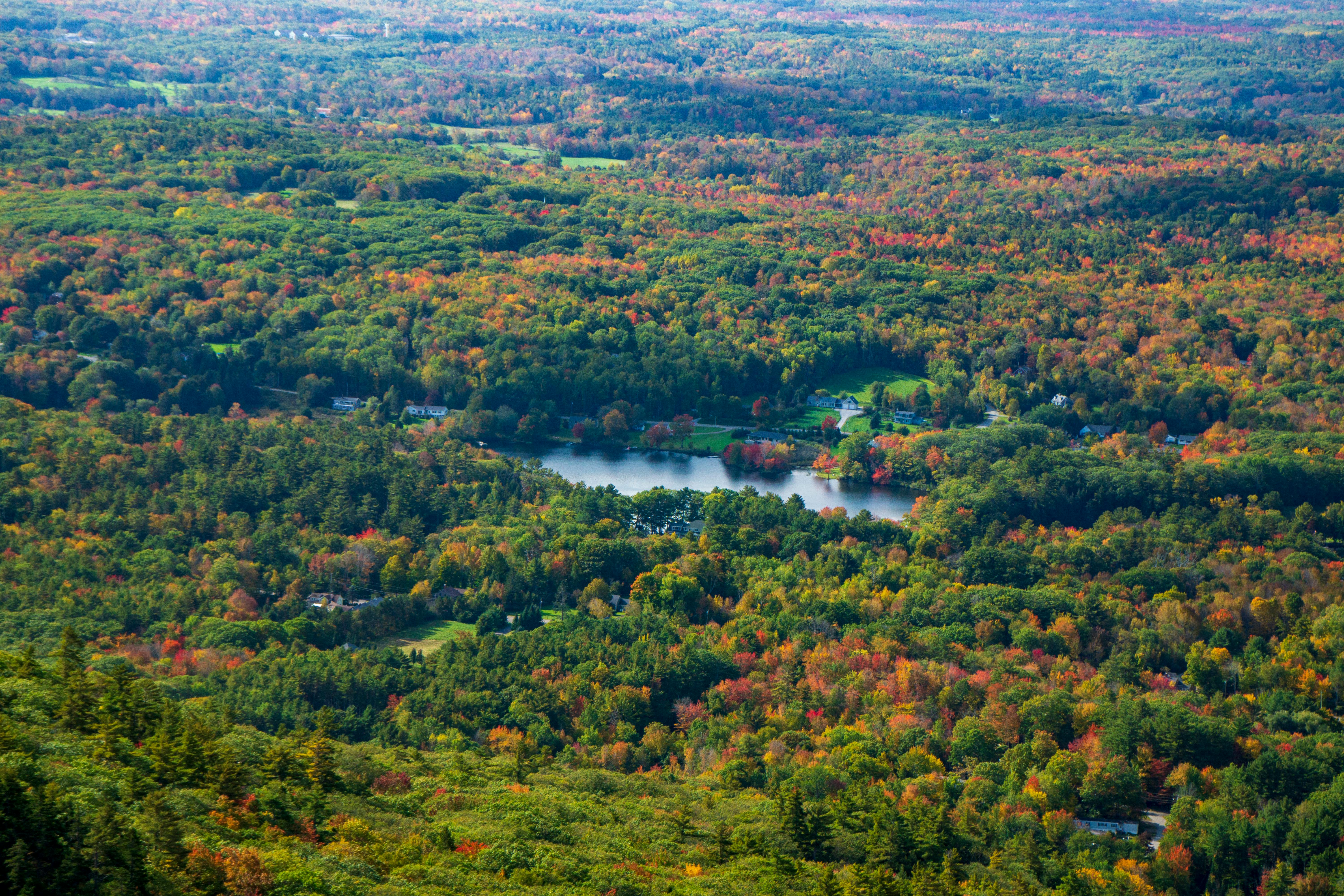 Aerial View of Green Trees in the Forest · Free Stock Photo