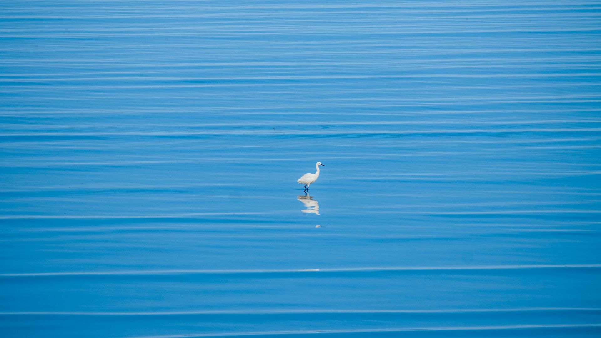 White Bird Identification: Guide to Key Features & Species