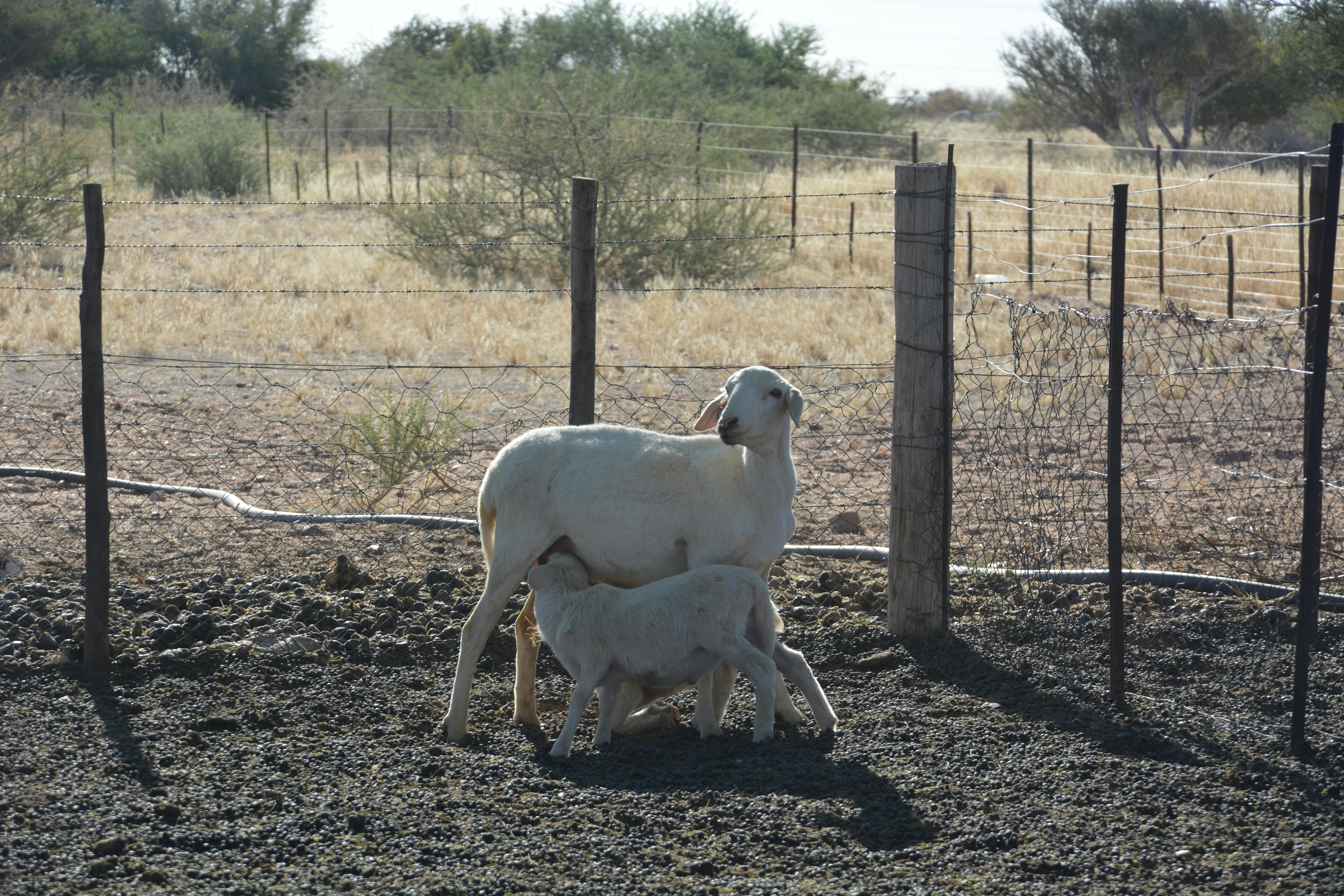 Foto profissional gratuita de animais, bode, cerca, criação animal ...