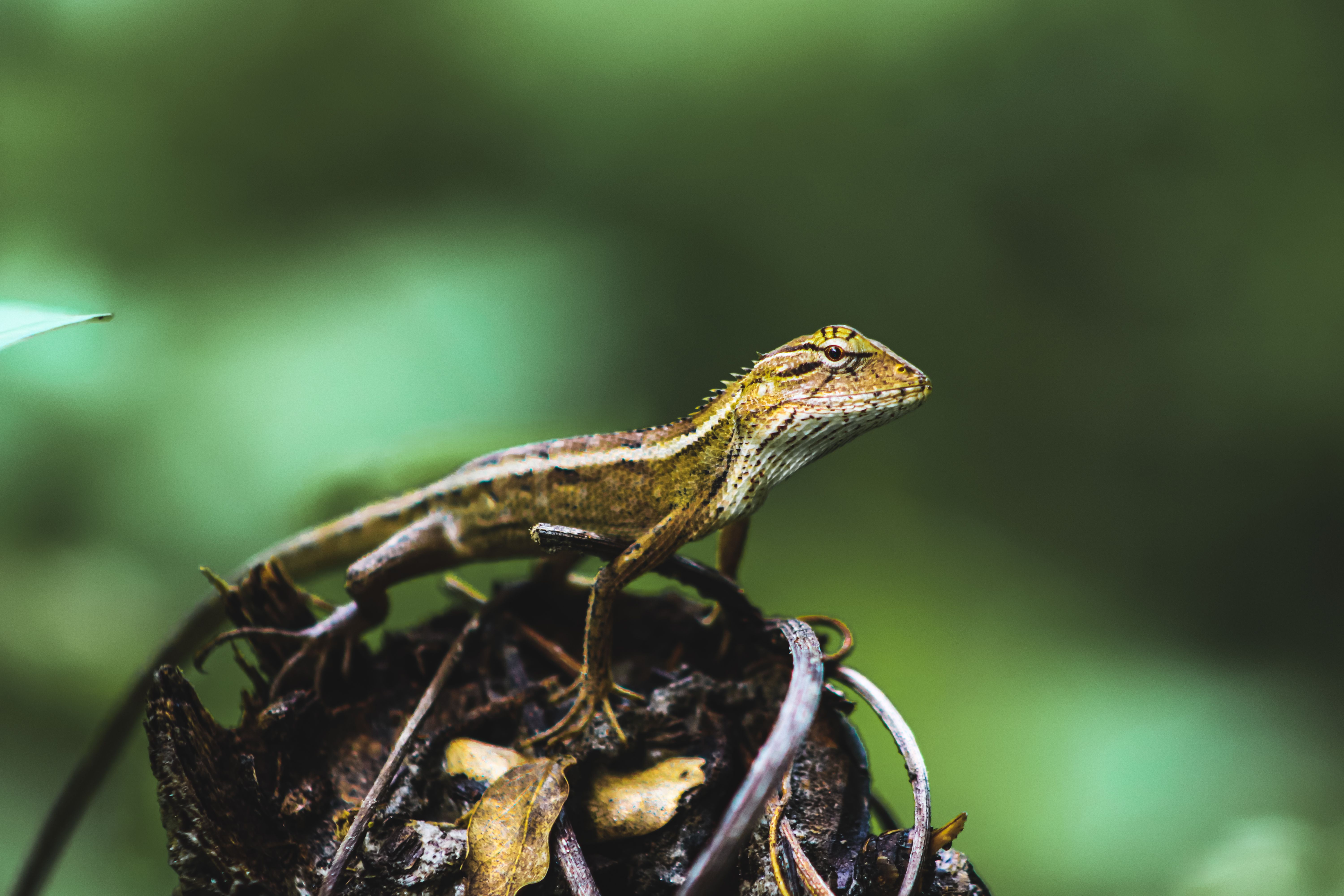 Close-Up Shot of a Lizard · Free Stock Photo