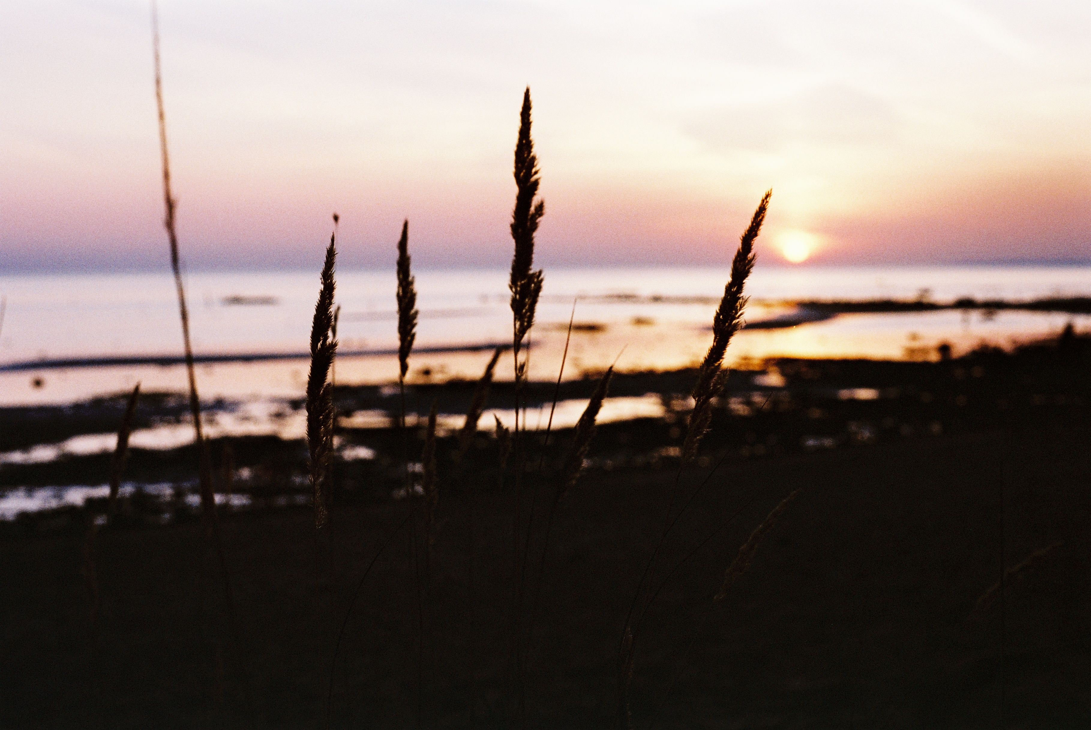 Grass on Sea Shore at Sunset · Free Stock Photo