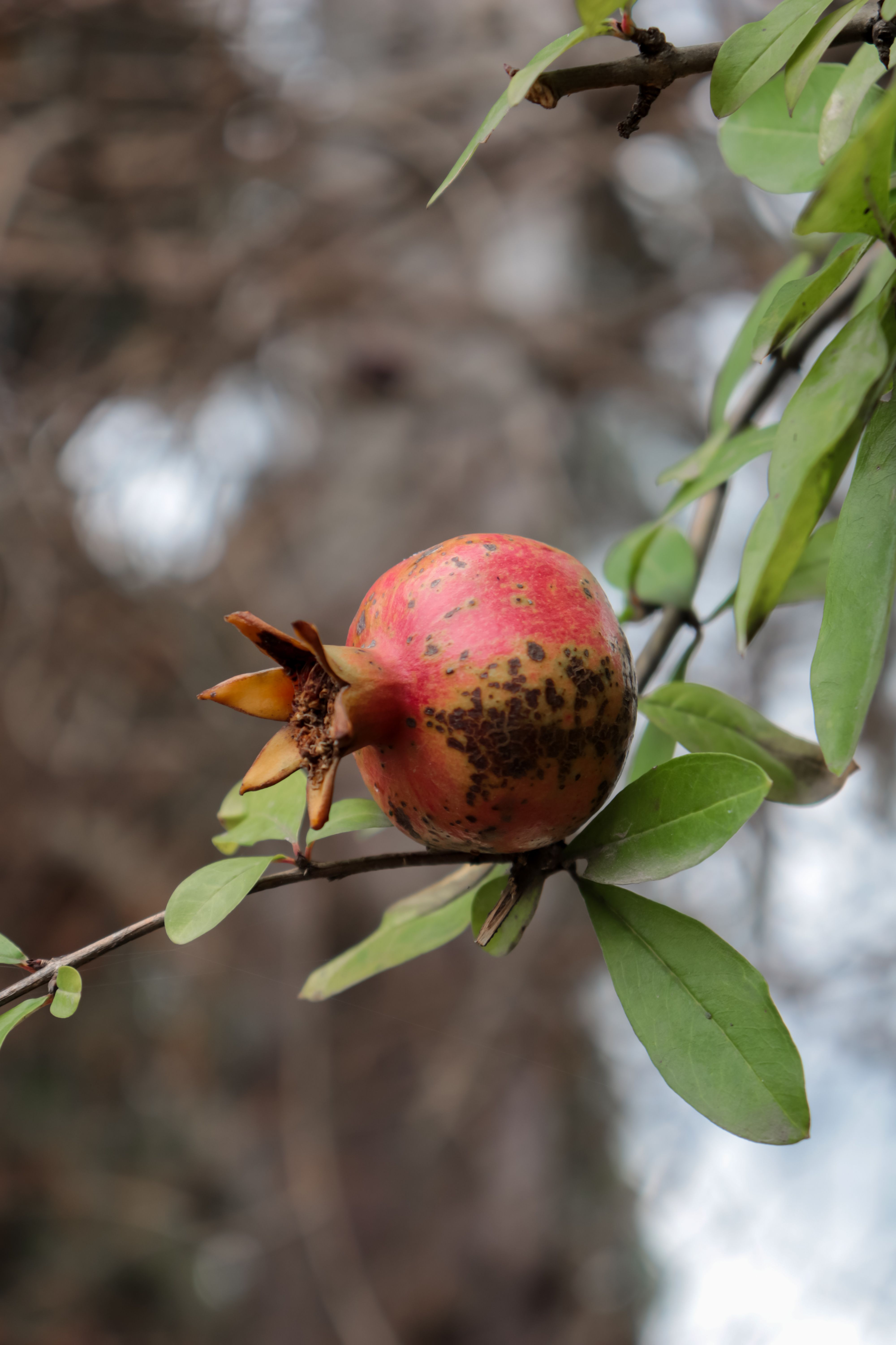 Red Round Fruit · Free Stock Photo