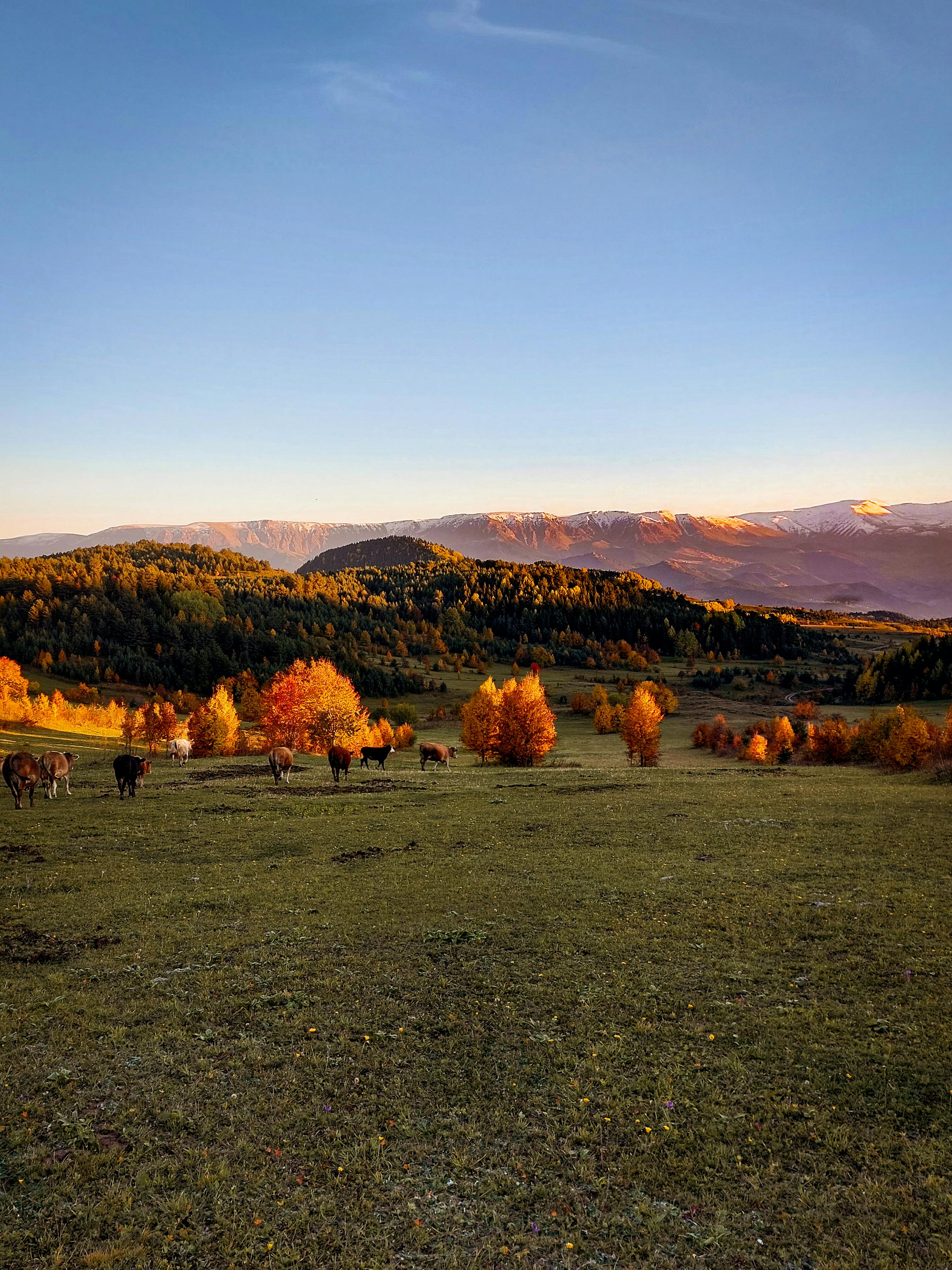 Cows on a Field during Fall · Free Stock Photo