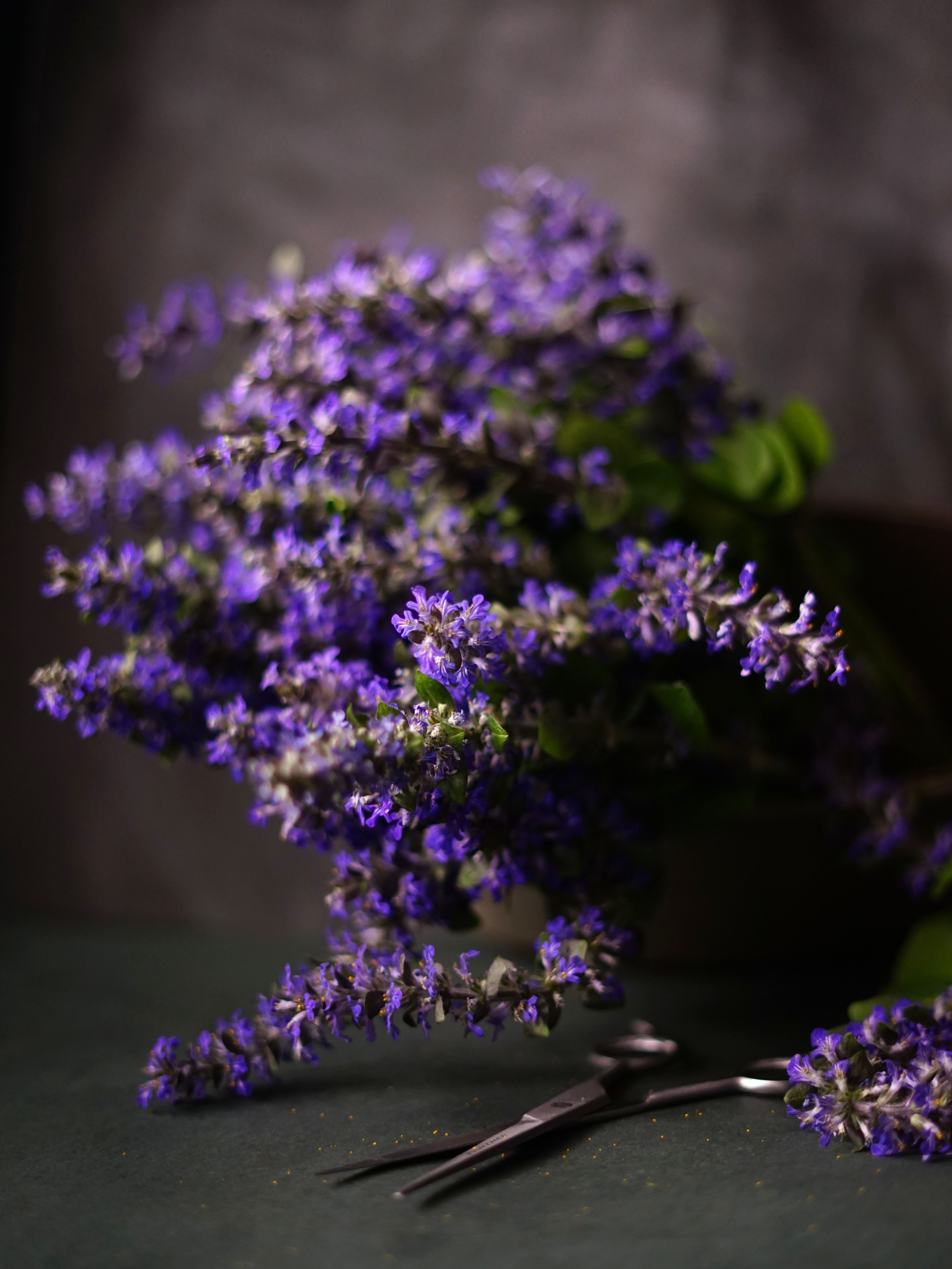 Lavender Flower Background Photos, Download The BEST Free Lavender ...