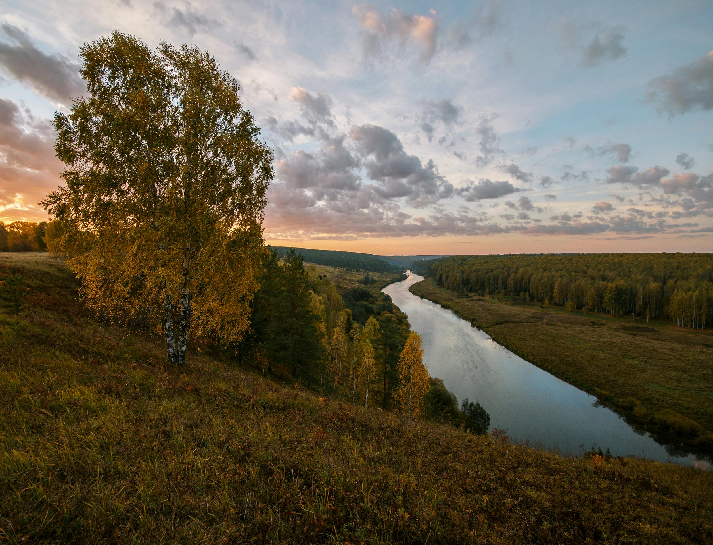 Single Tree near River and Forest at Sunset · Free Stock Photo