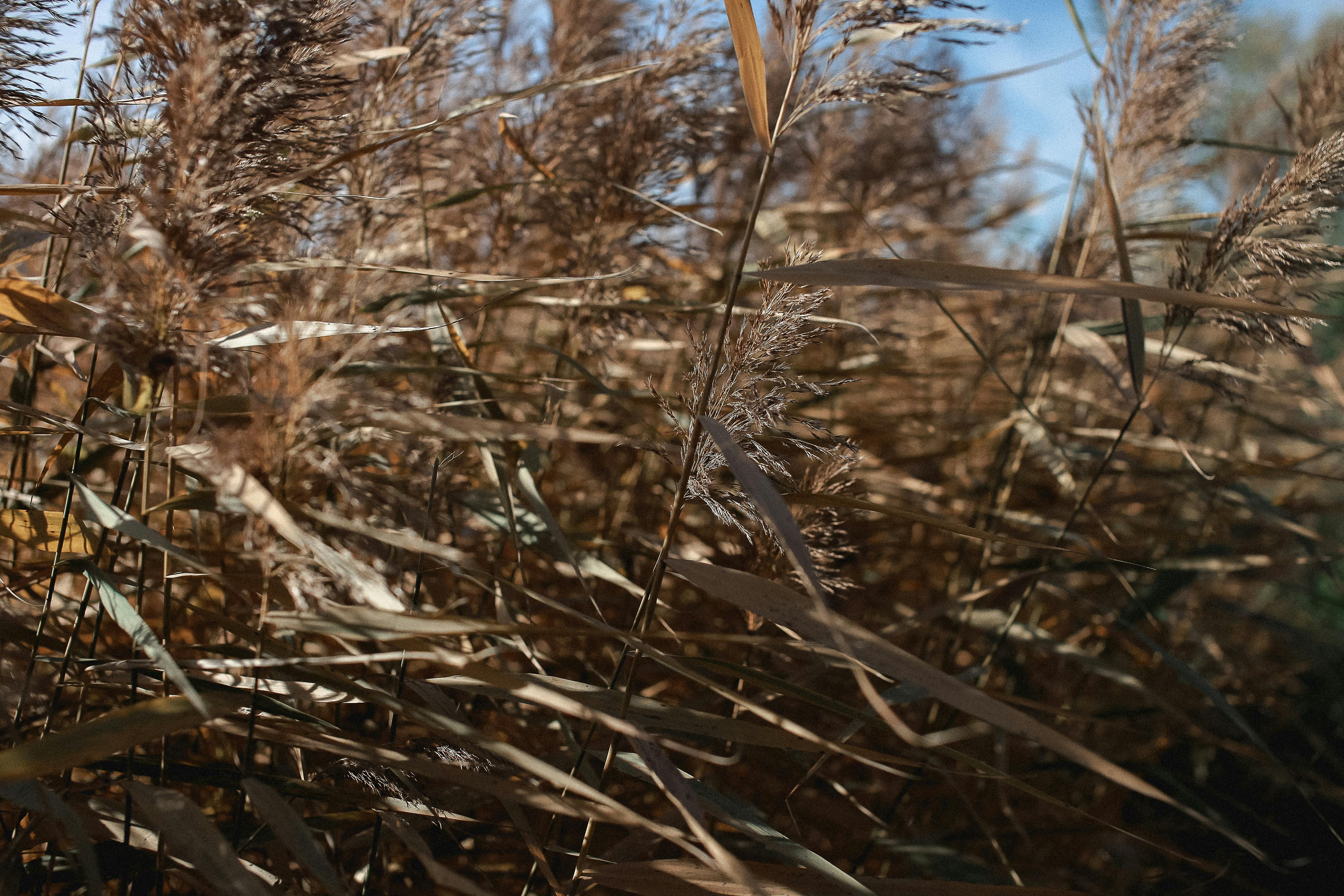 Close Up Photo of Dried Tall Grass · Free Stock Photo