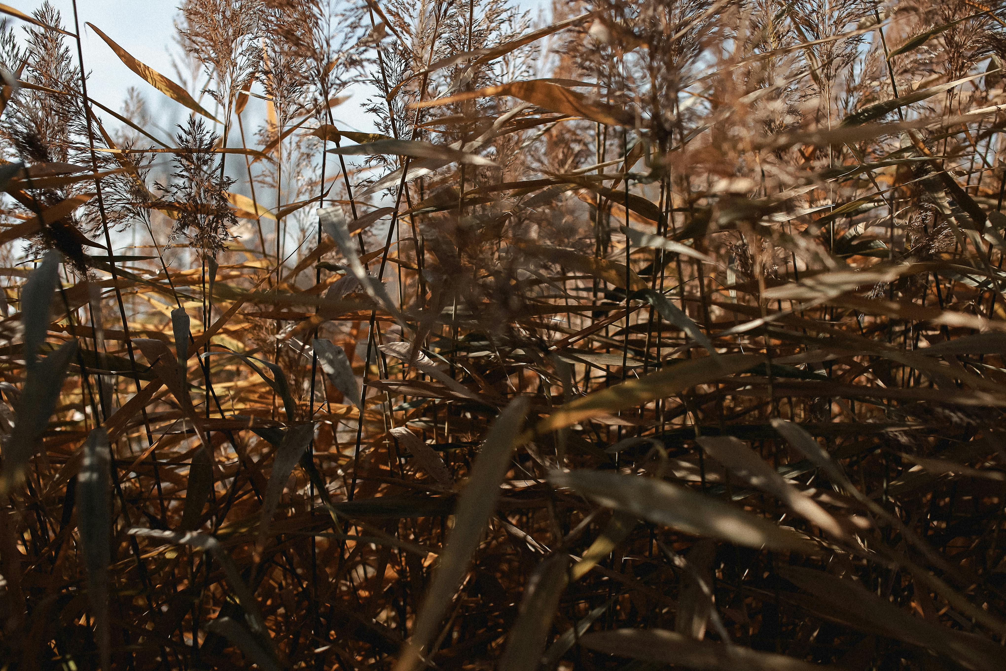 Close-Up Shot of Grass · Free Stock Photo