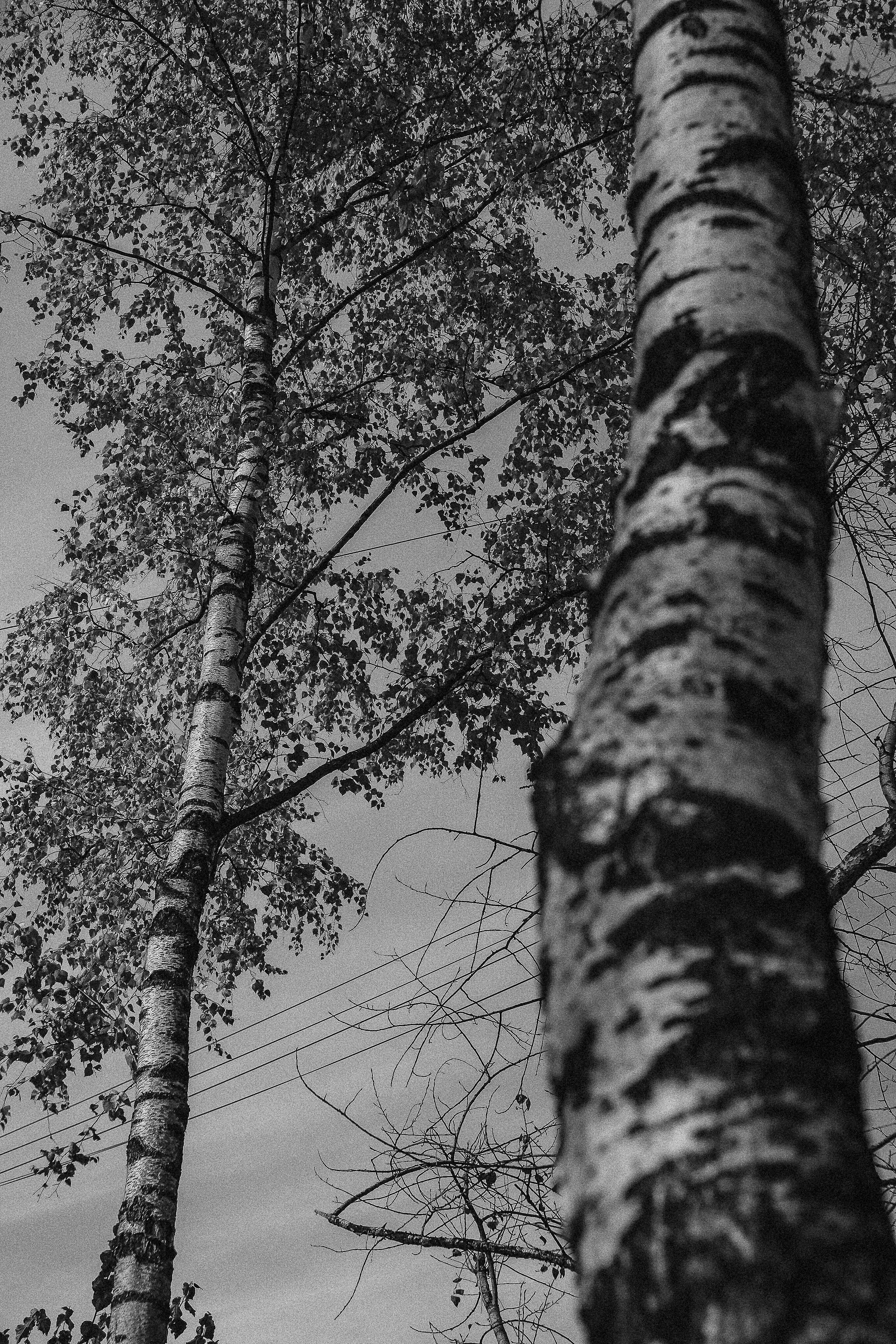 Bare Tree in Grayscale Photography · Free Stock Photo