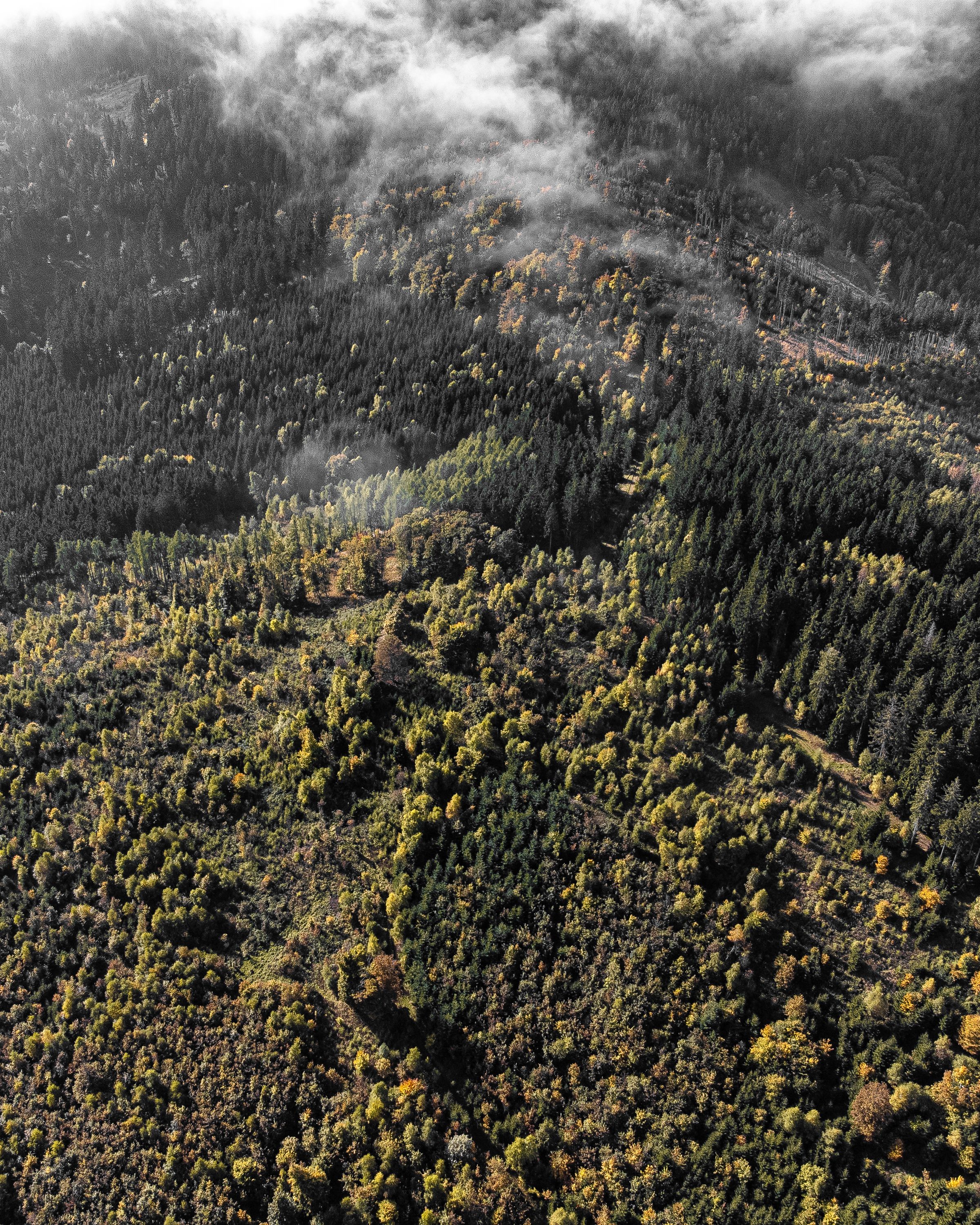 Drone Shot of Tree Canopies in Dense Forest · Free Stock Photo