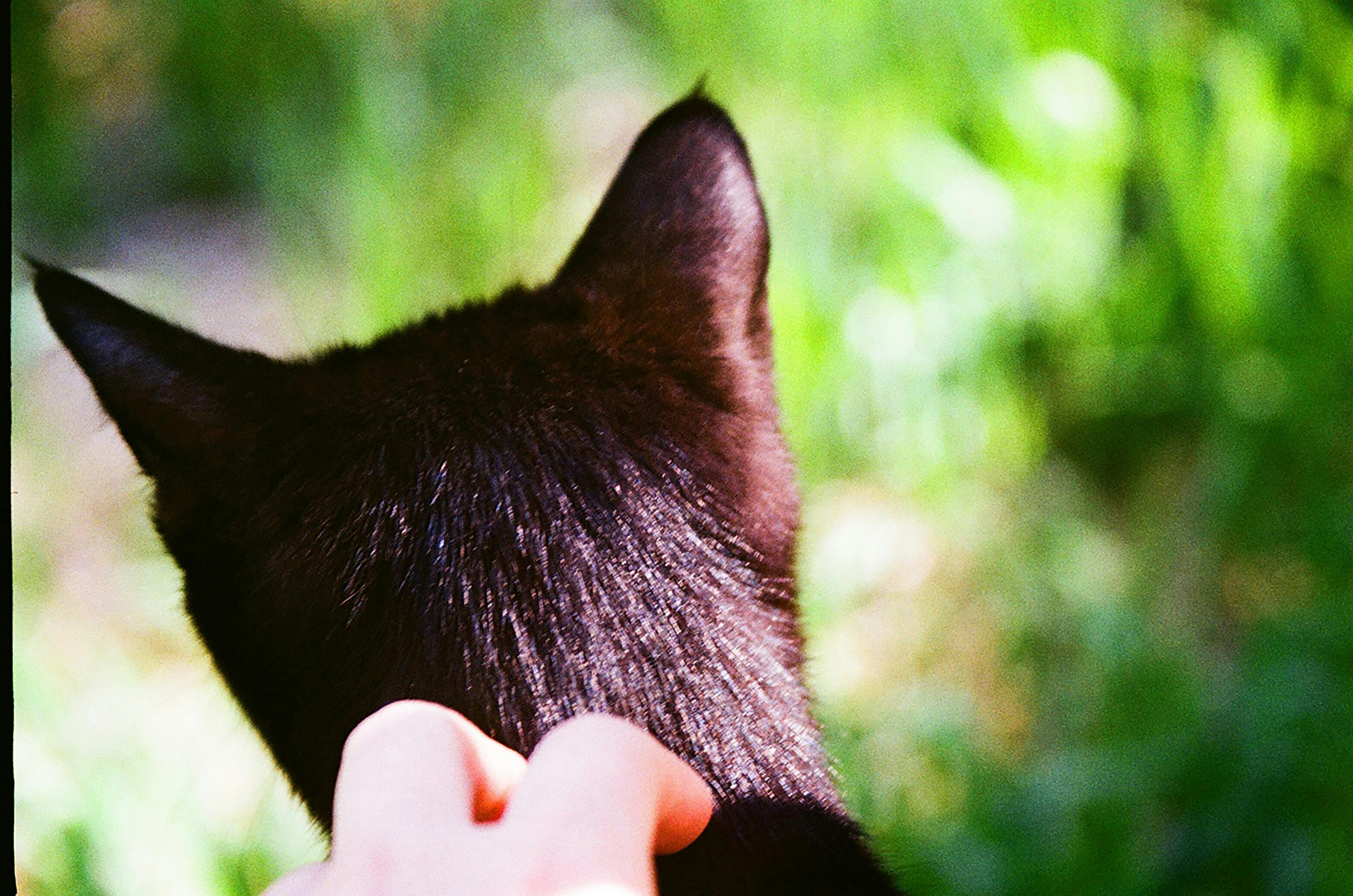 A Person Holding a Cat · Free Stock Photo
