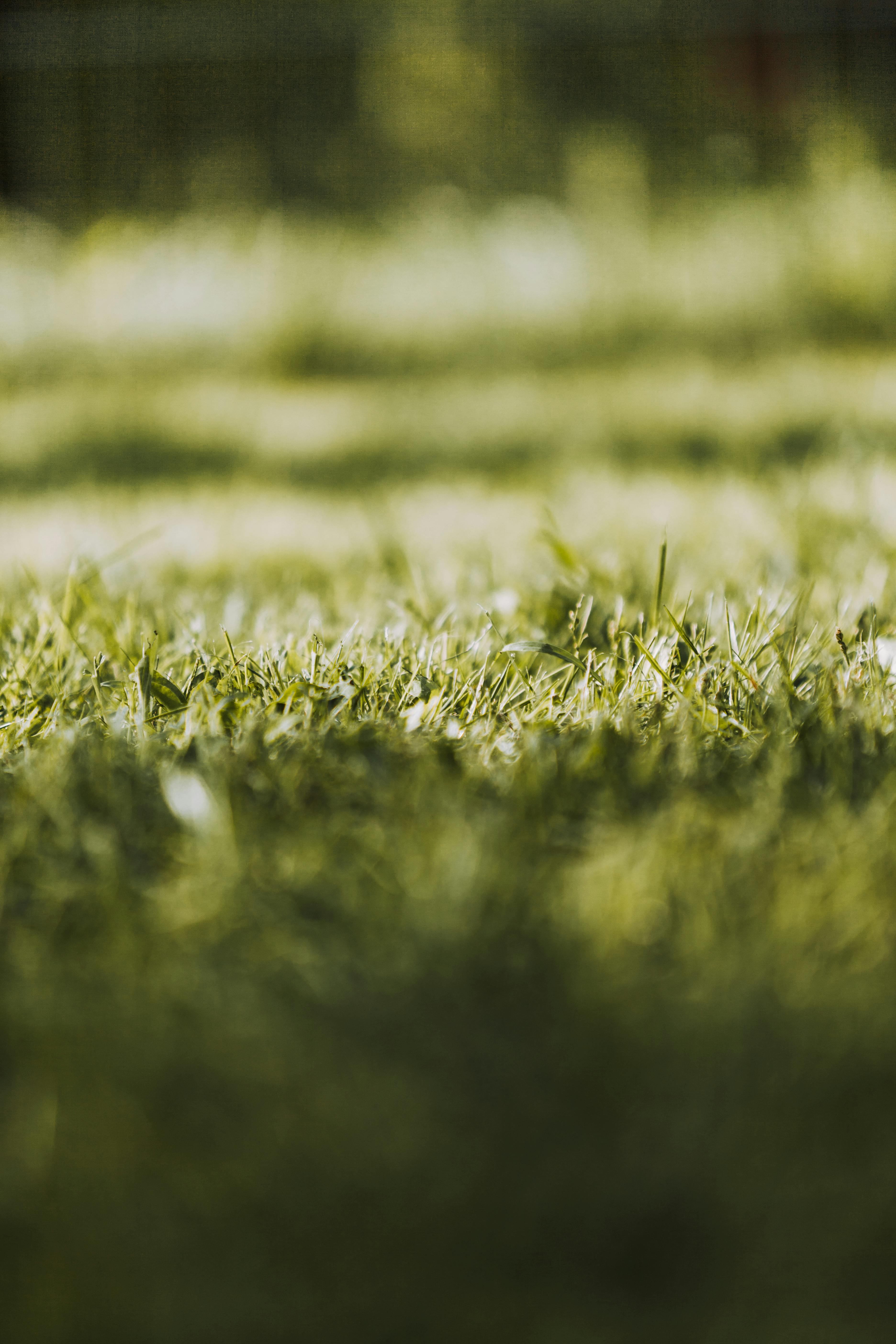 Person Touching Grass · Free Stock Photo