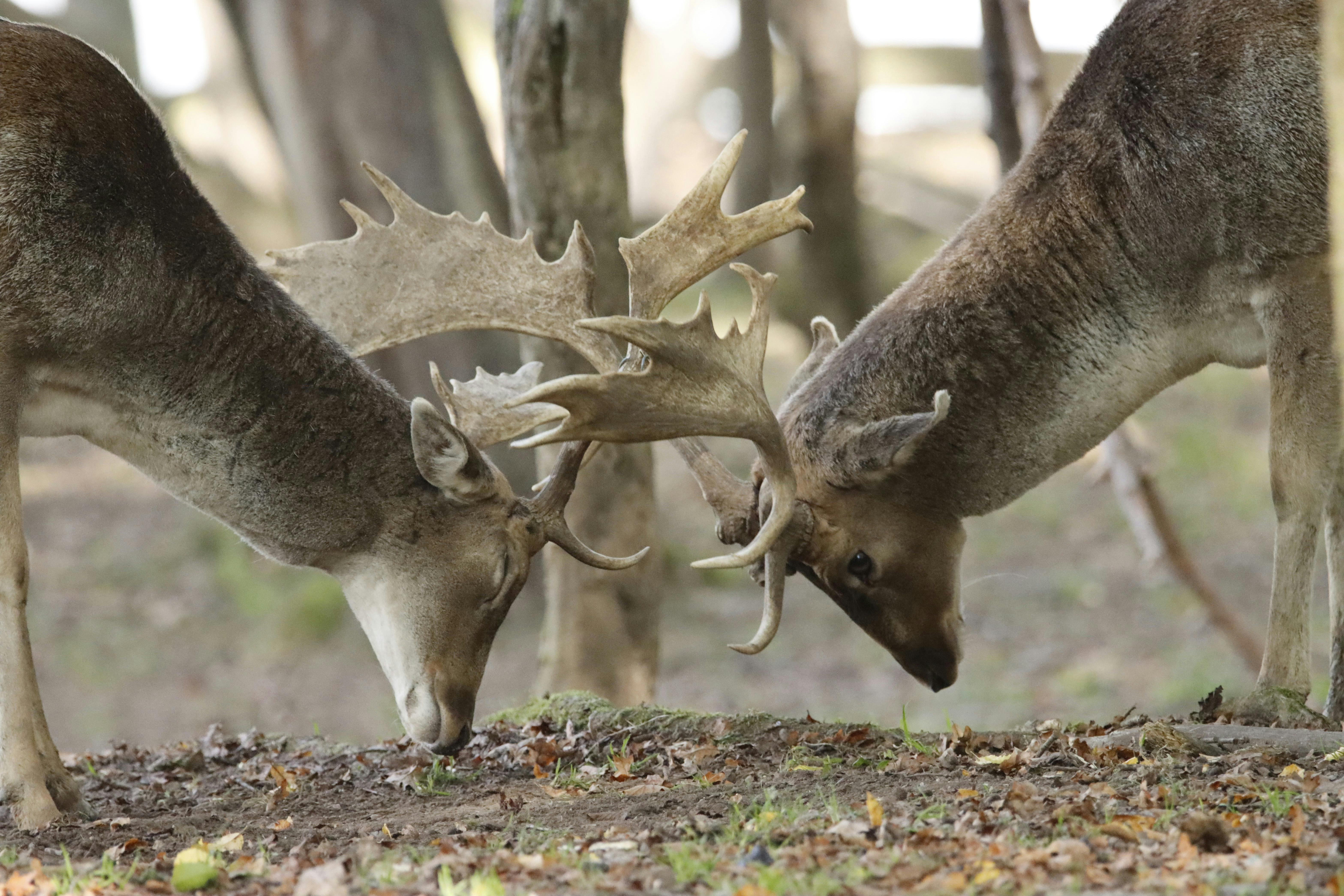 Deer Battling with Antlers · Free Stock Photo