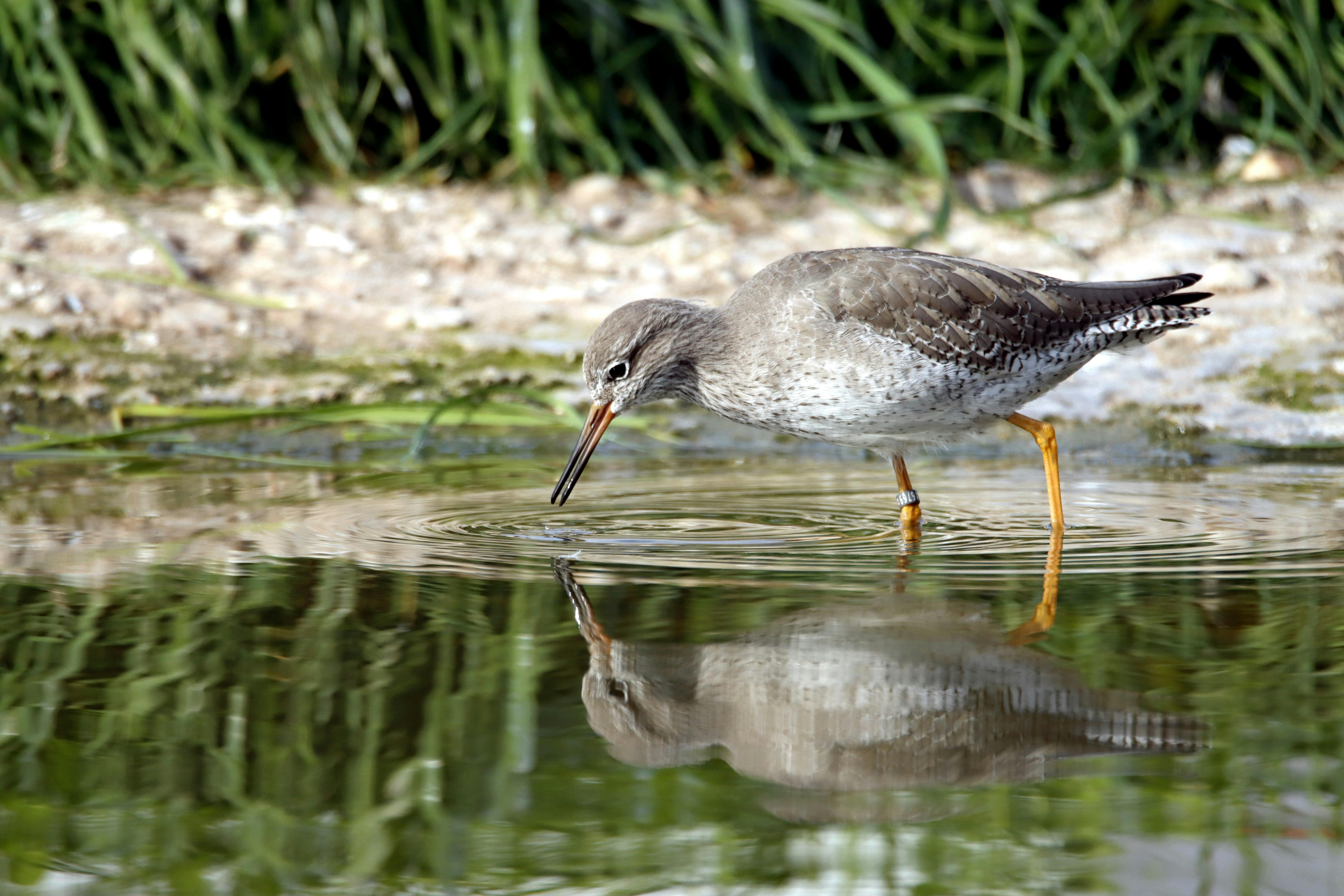 A Bird Staring at its Reflection on Water · Free Stock Photo