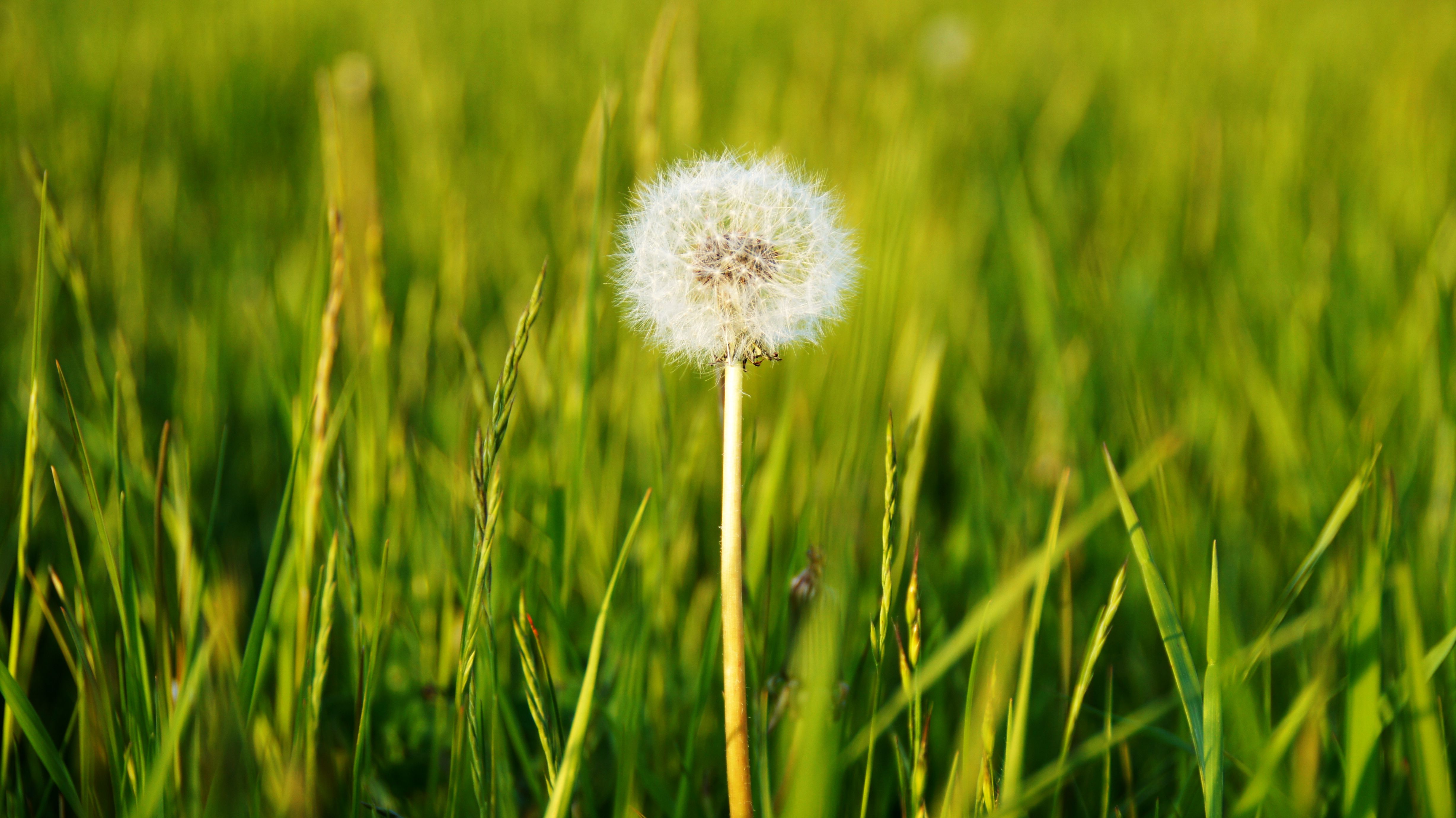Free stock photo of flowers, nature, pusteblume