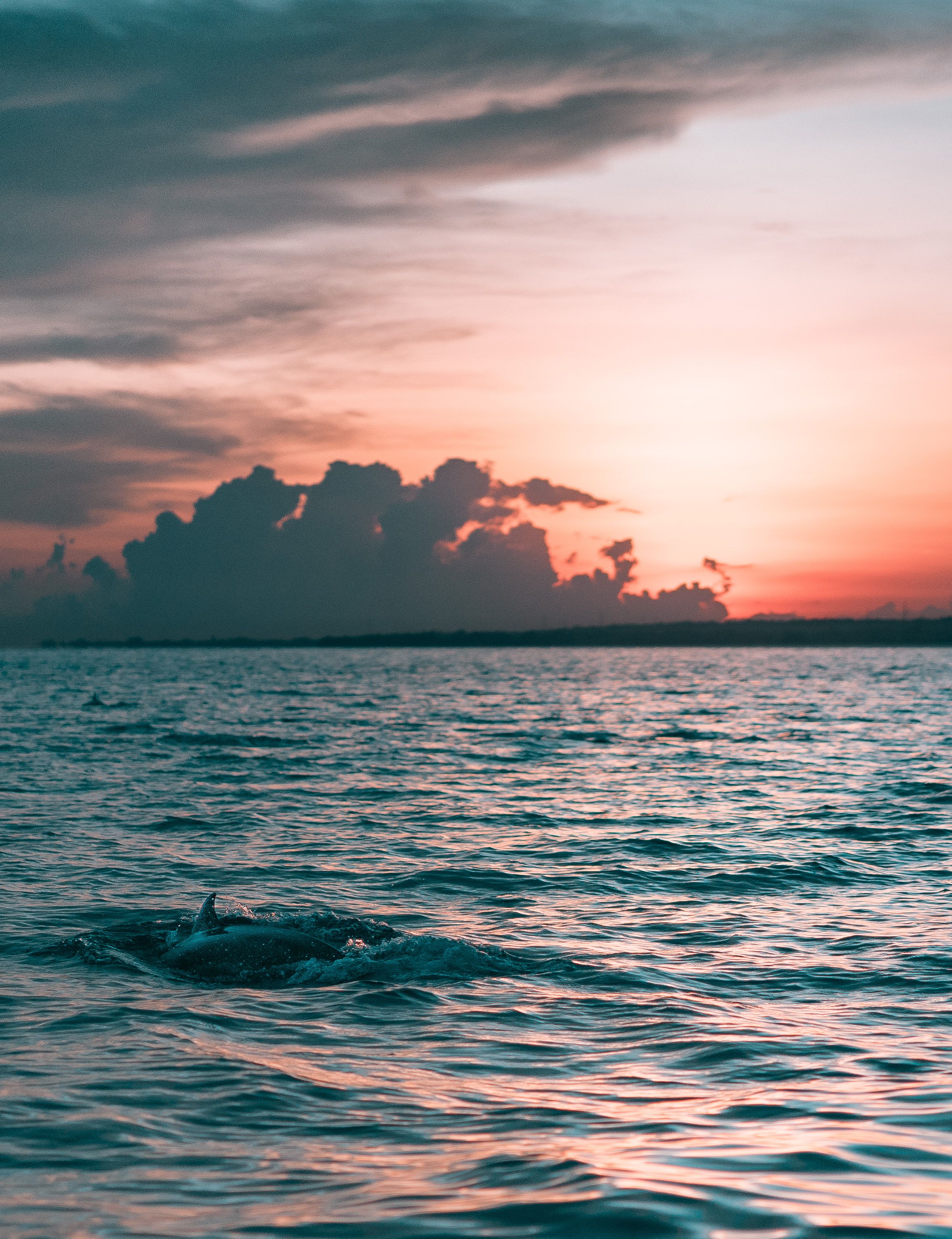 Dolphin in Water · Free Stock Photo
