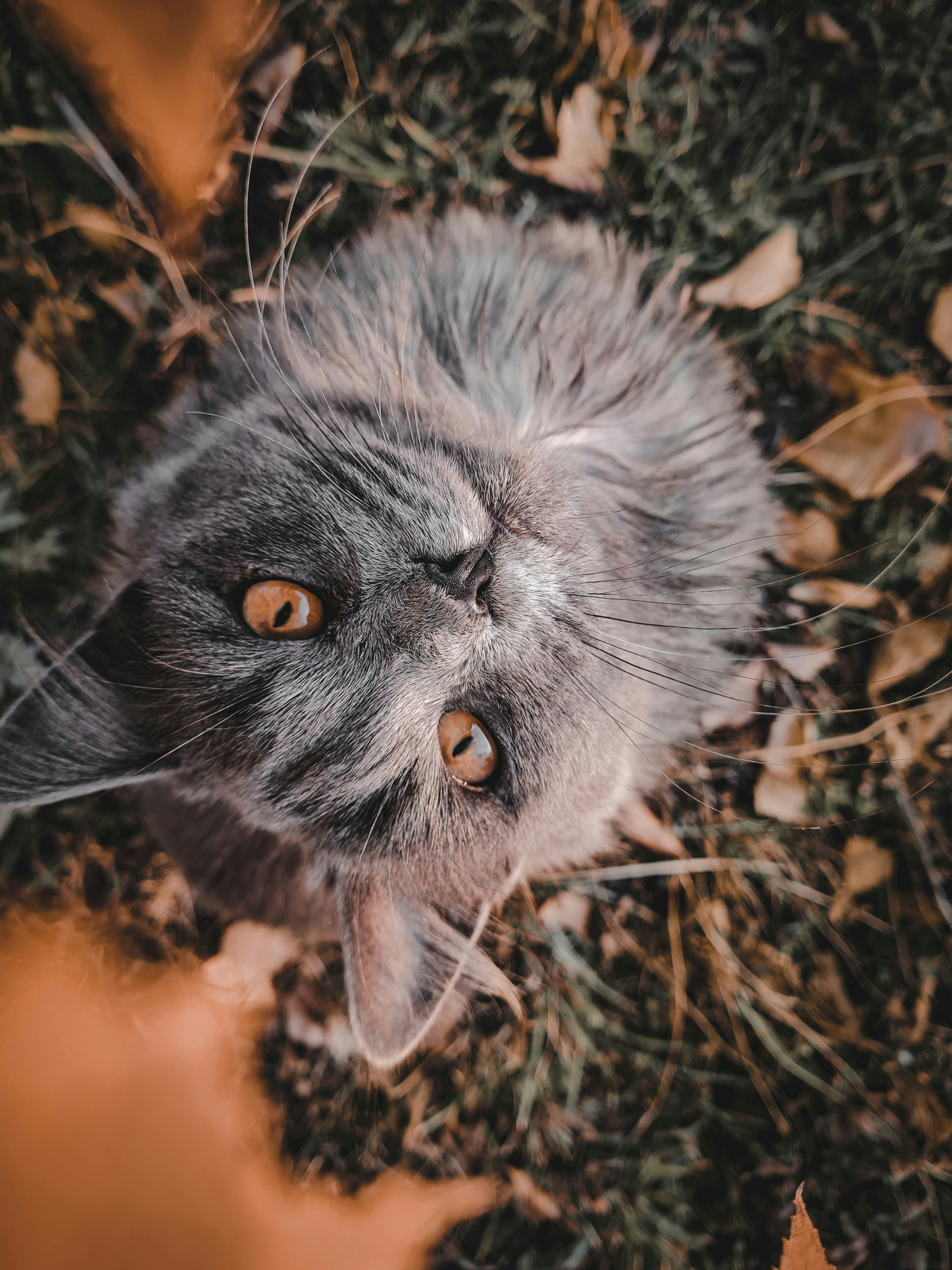 An Overhead Shot of a Gray Cat · Free Stock Photo