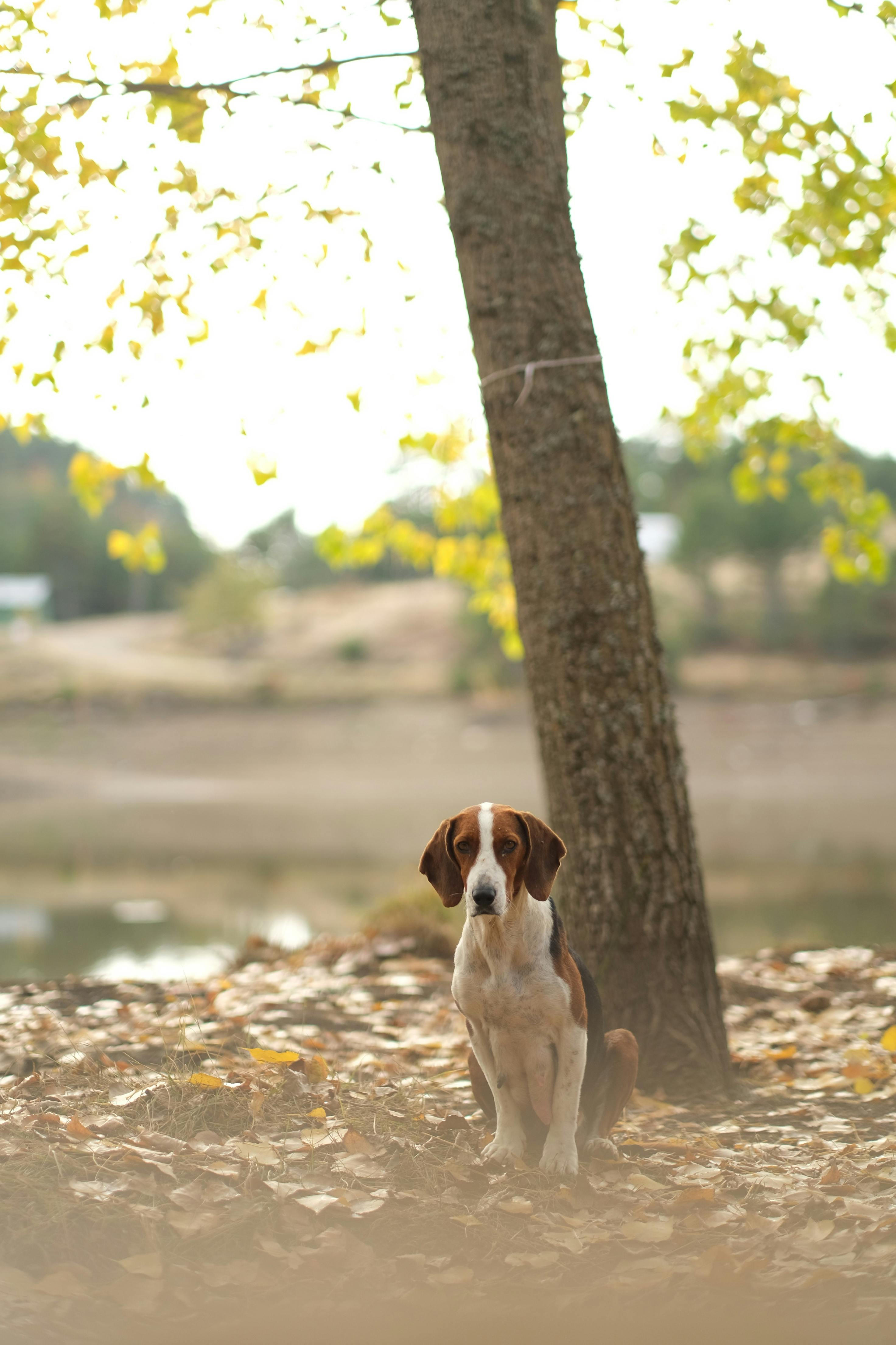 Portrait of Chubby Dog · Free Stock Photo