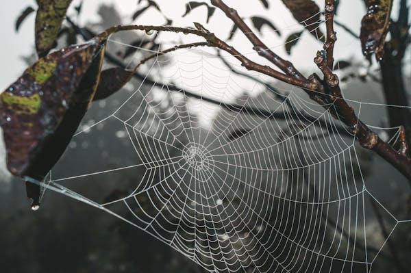Cob Web Photos, Download The BEST Free Cob Web Stock Photos & HD Images