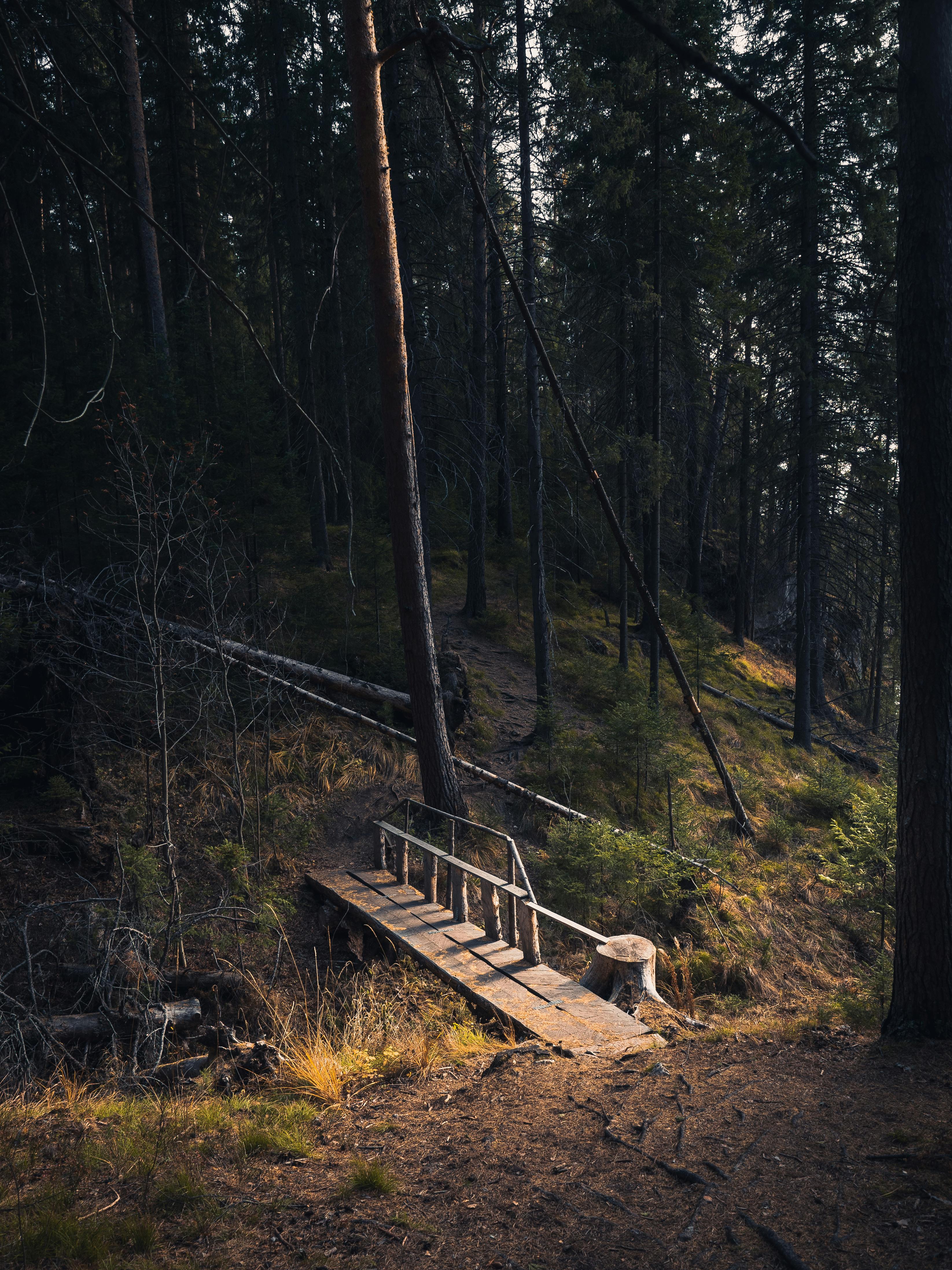 Small Wooden Bridge in Forest · Free Stock Photo