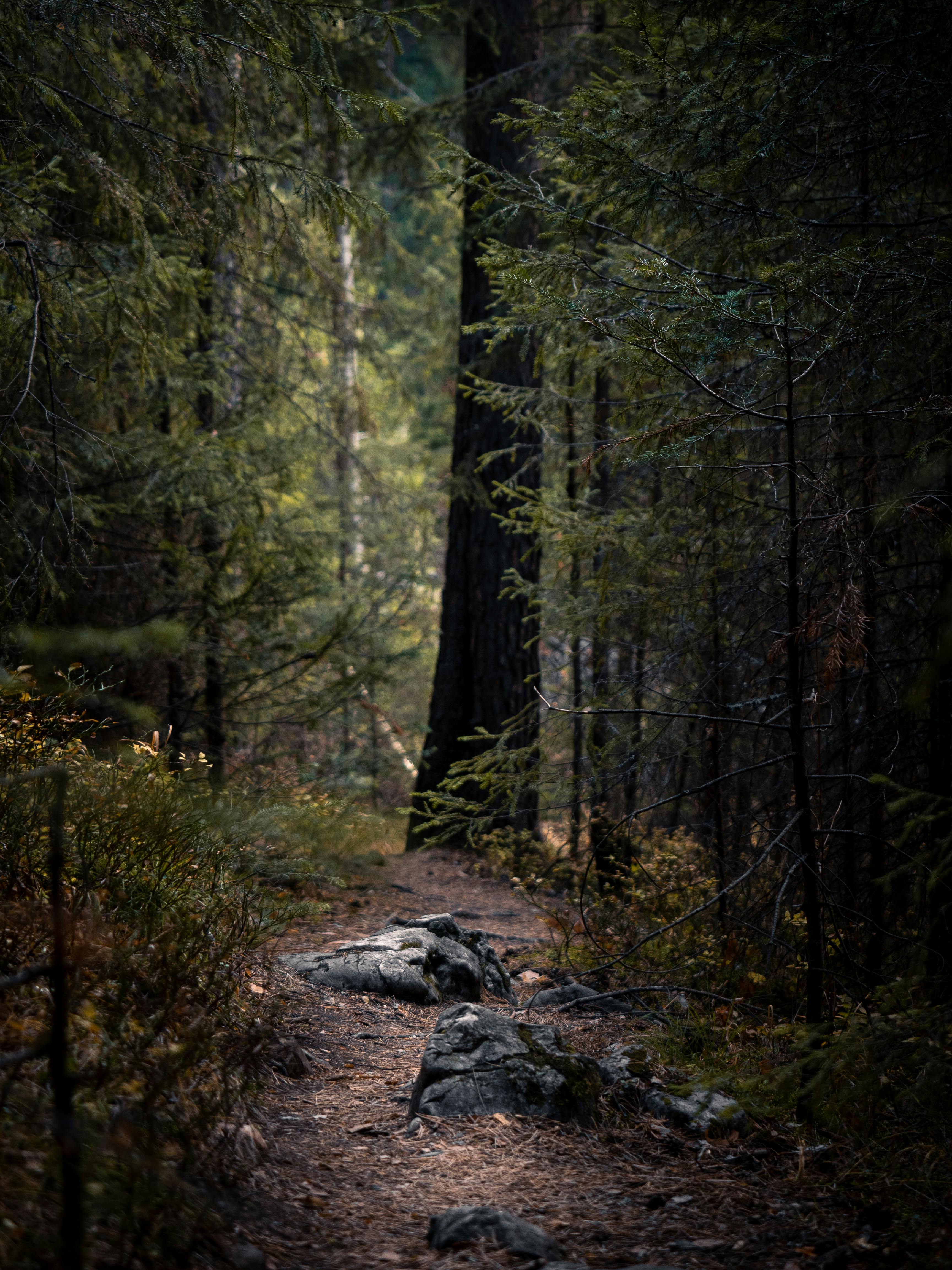 Path in Pine Tree Forest · Free Stock Photo
