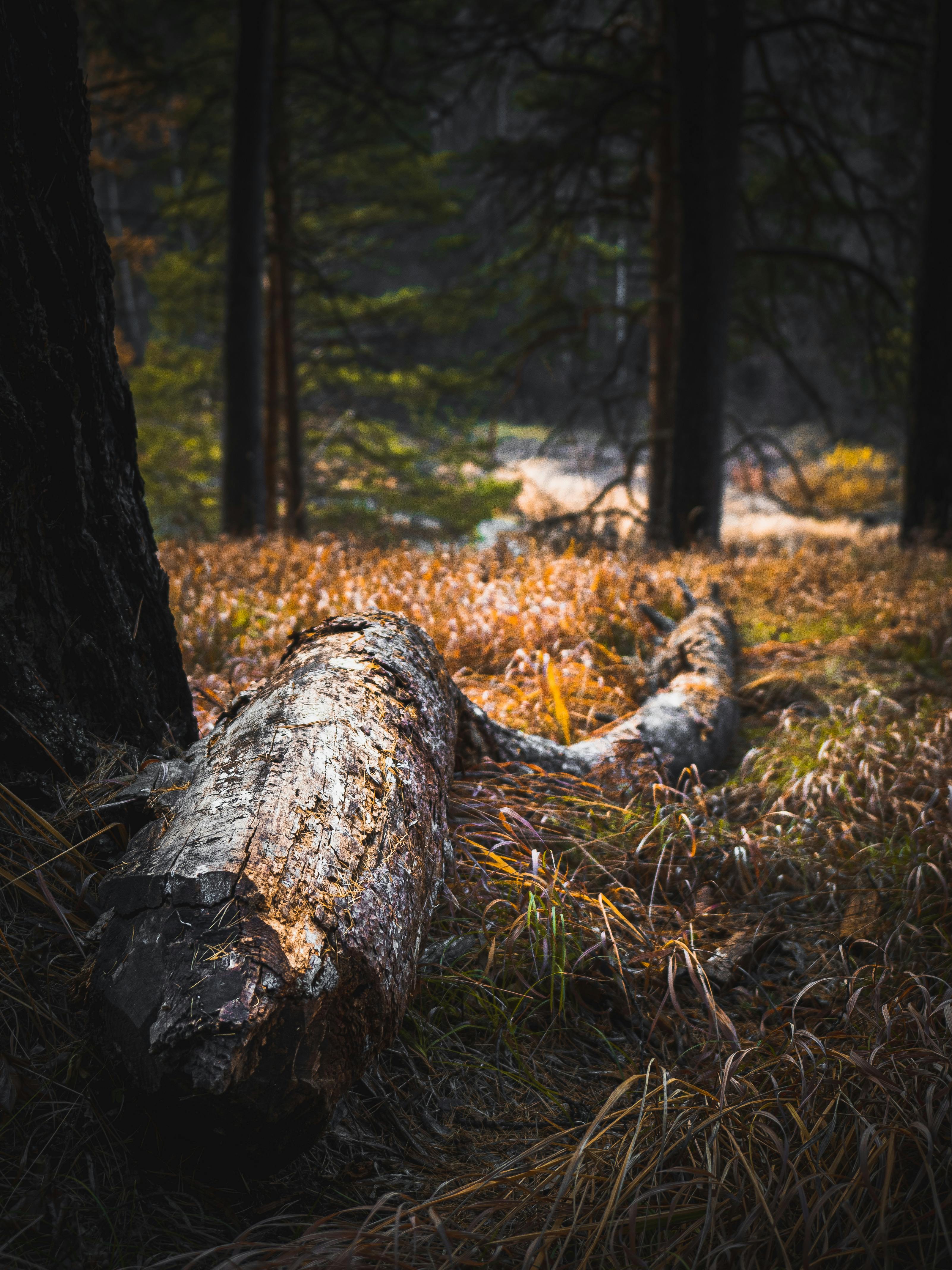 A Log in a Forest · Free Stock Photo
