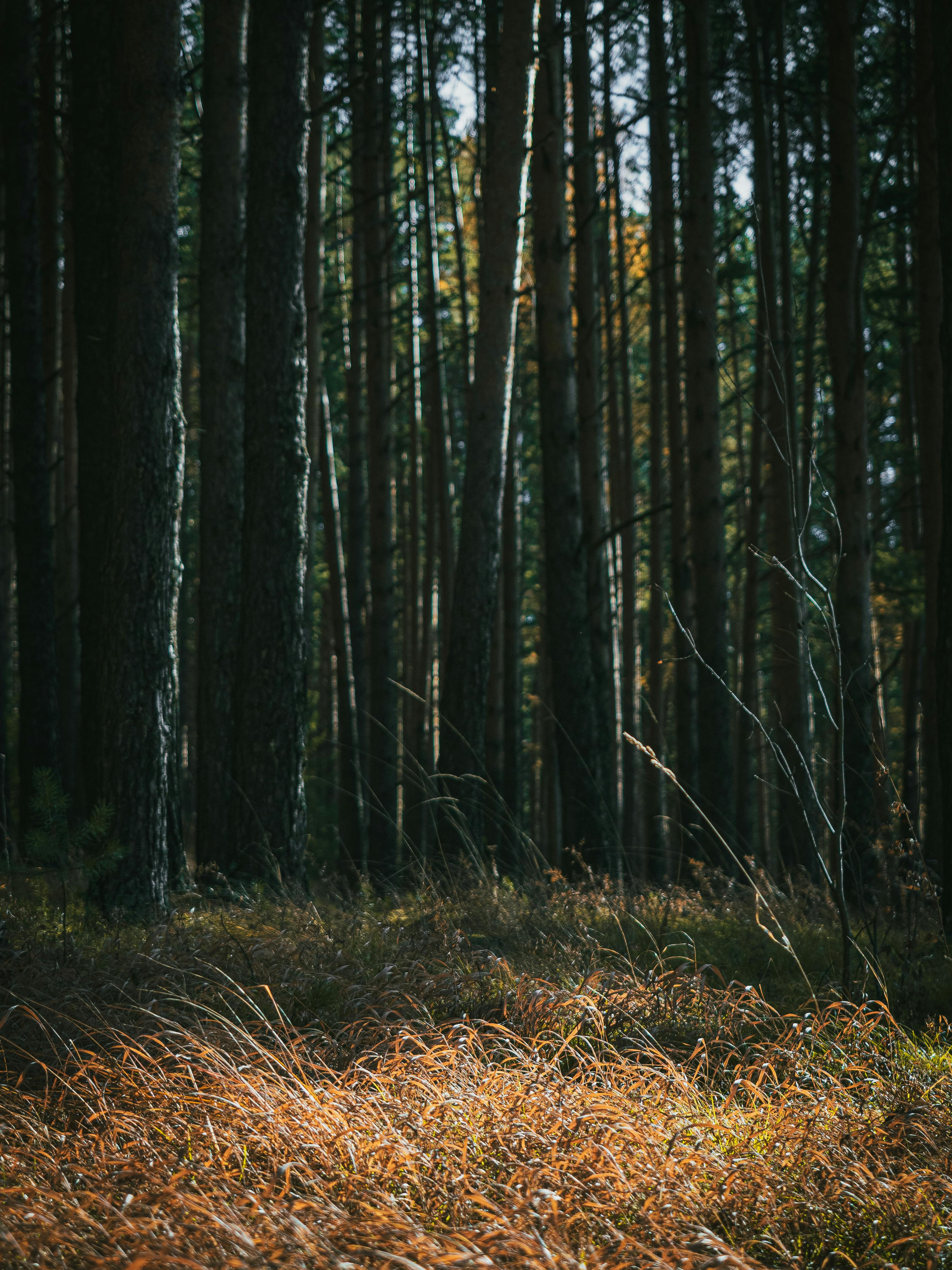 Grass in Green Forest · Free Stock Photo