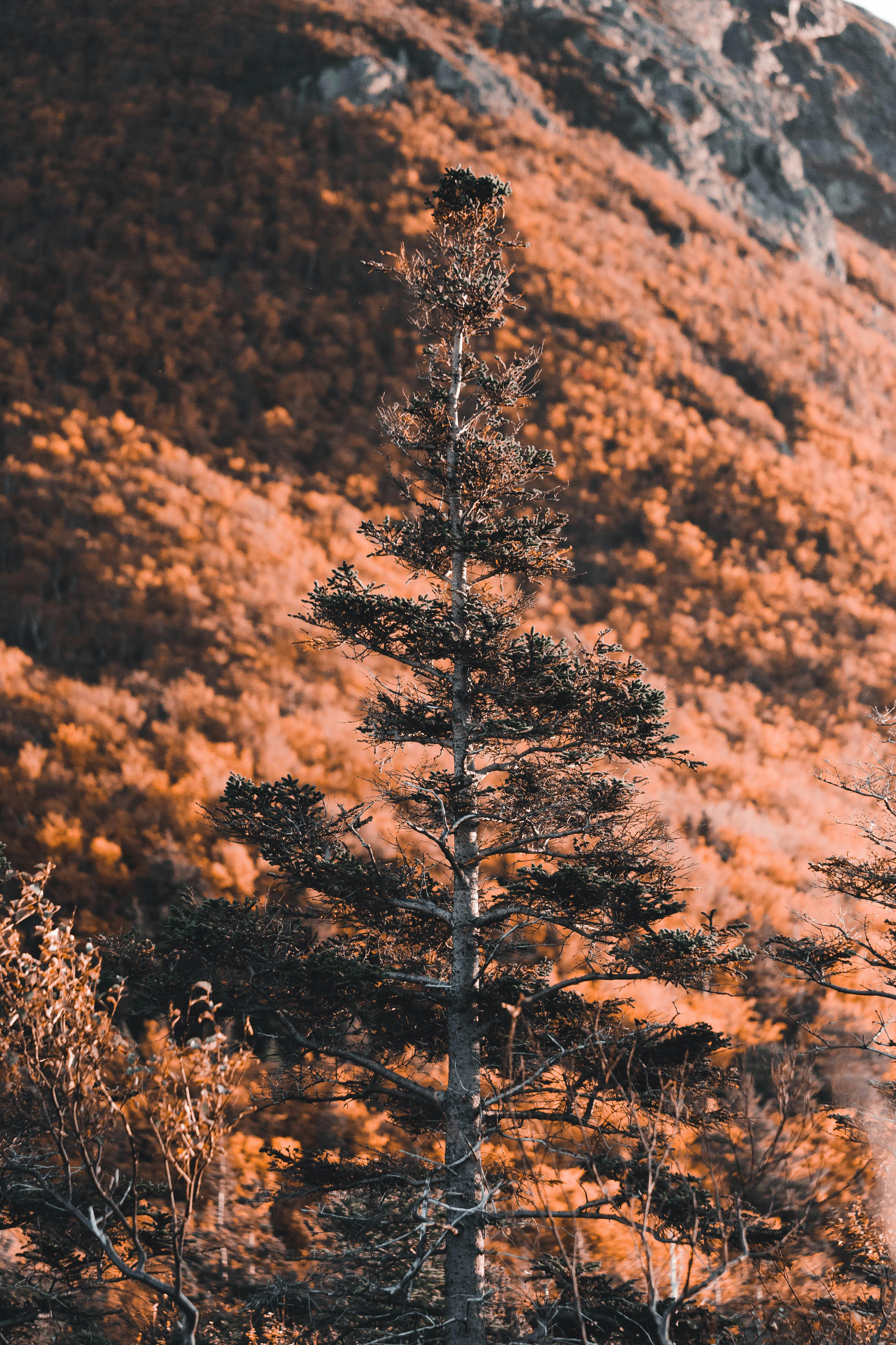 A Tree in Mountains · Free Stock Photo