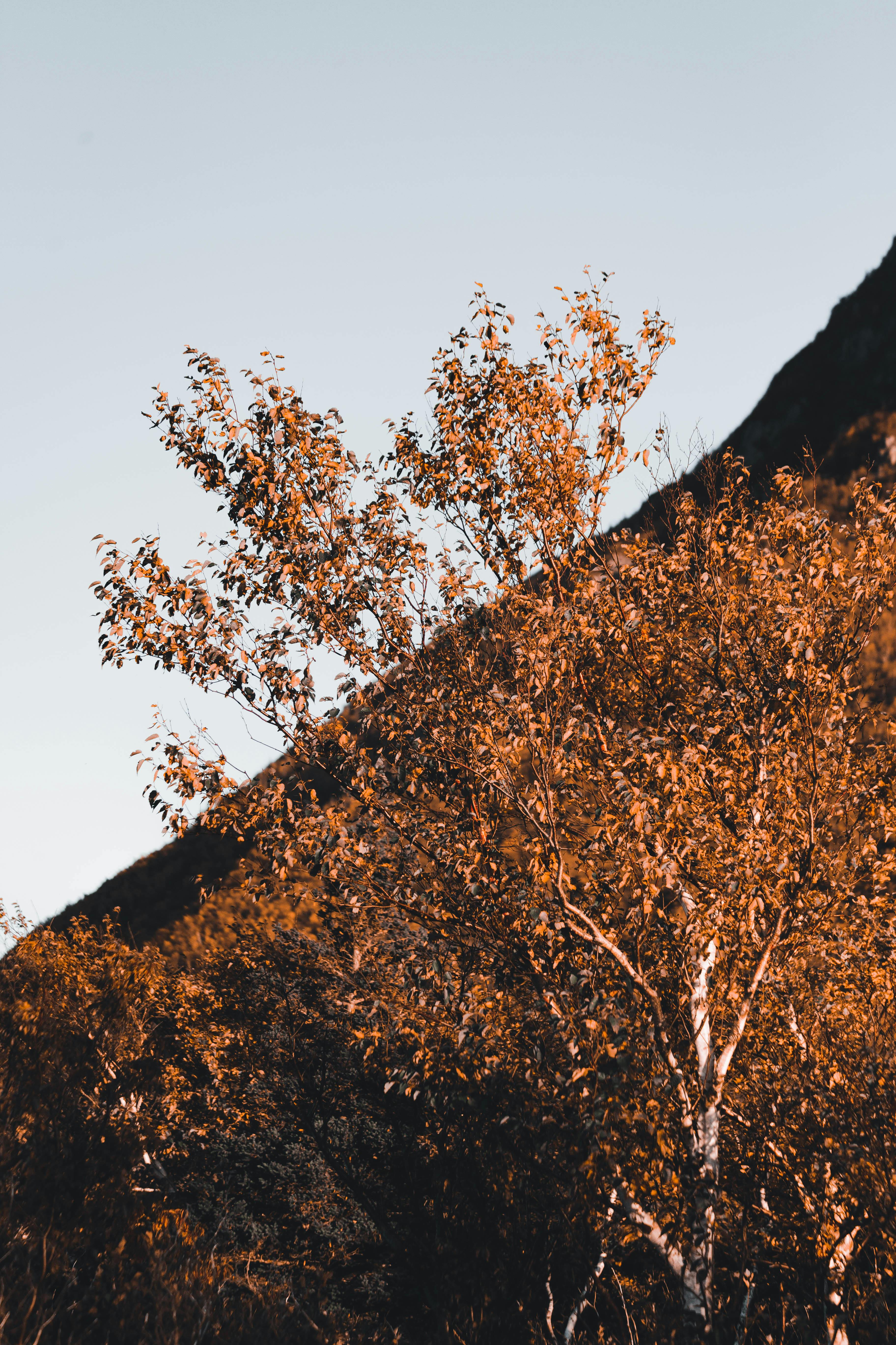 Clear Sky over Tree next to Hill · Free Stock Photo