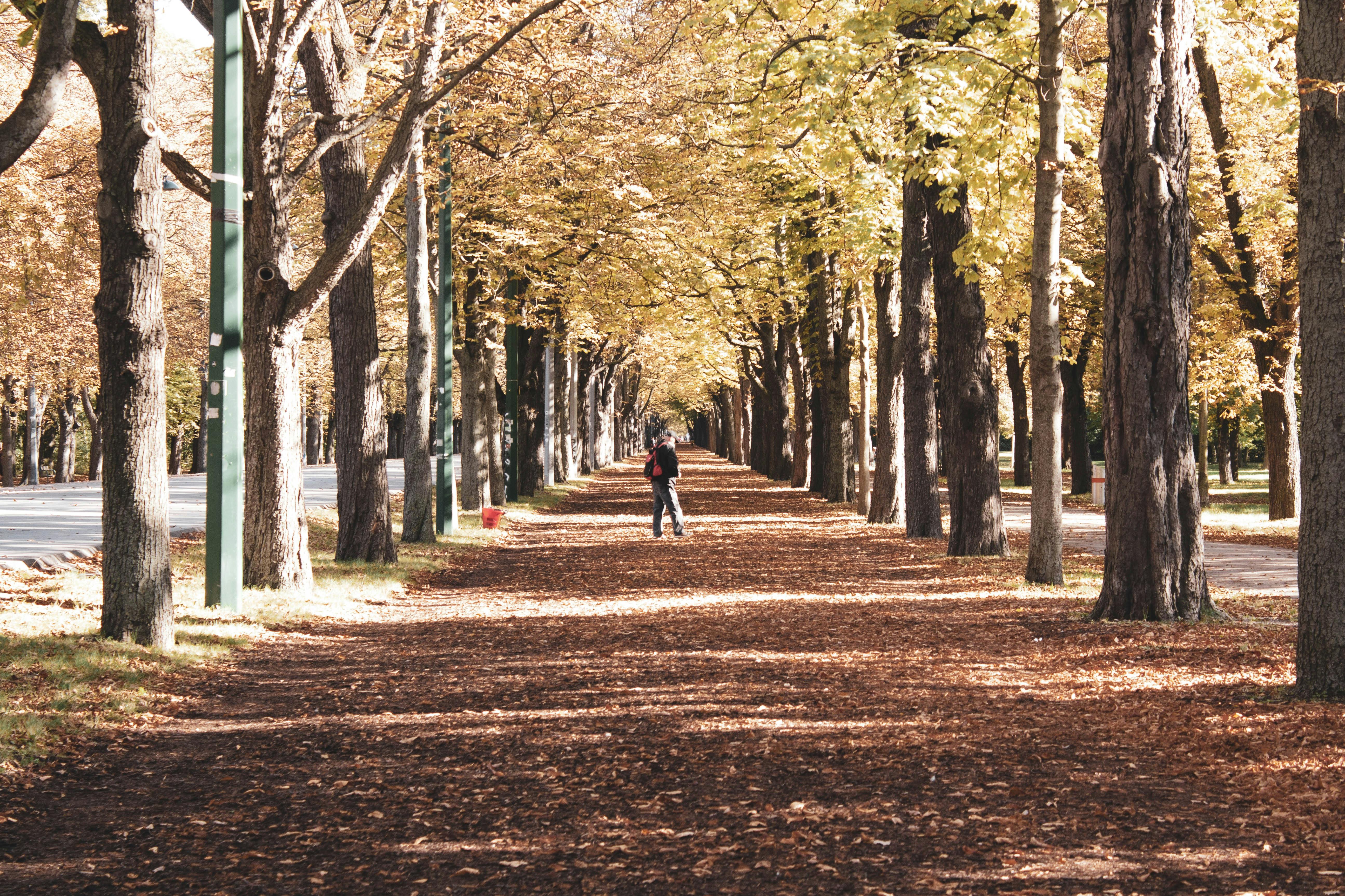 A Person Standing Between the Trees · Free Stock Photo