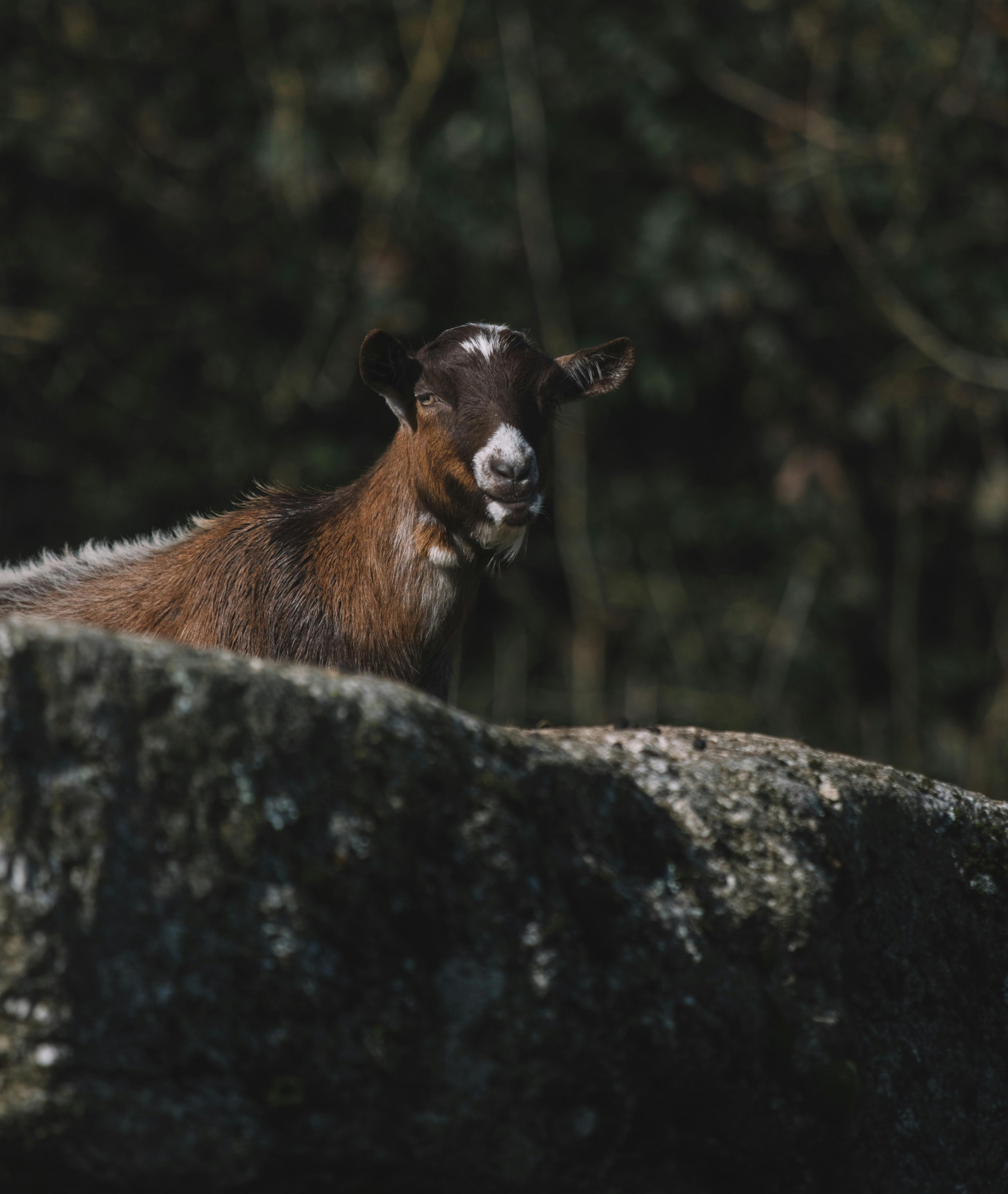 Goat on Rock · Free Stock Photo