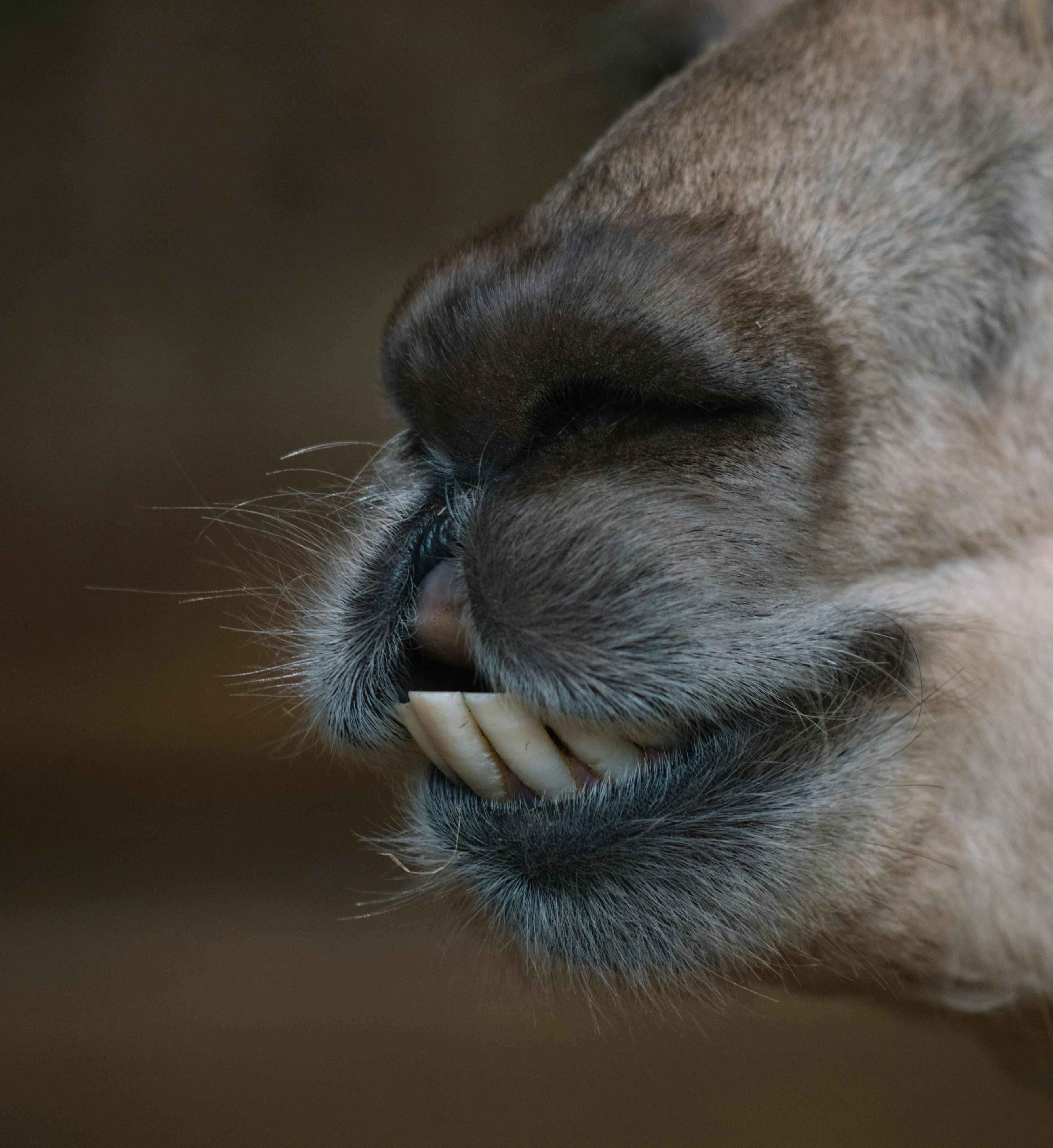Llama Mouth Photos, Download The BEST Free Llama Mouth Stock Photos ...