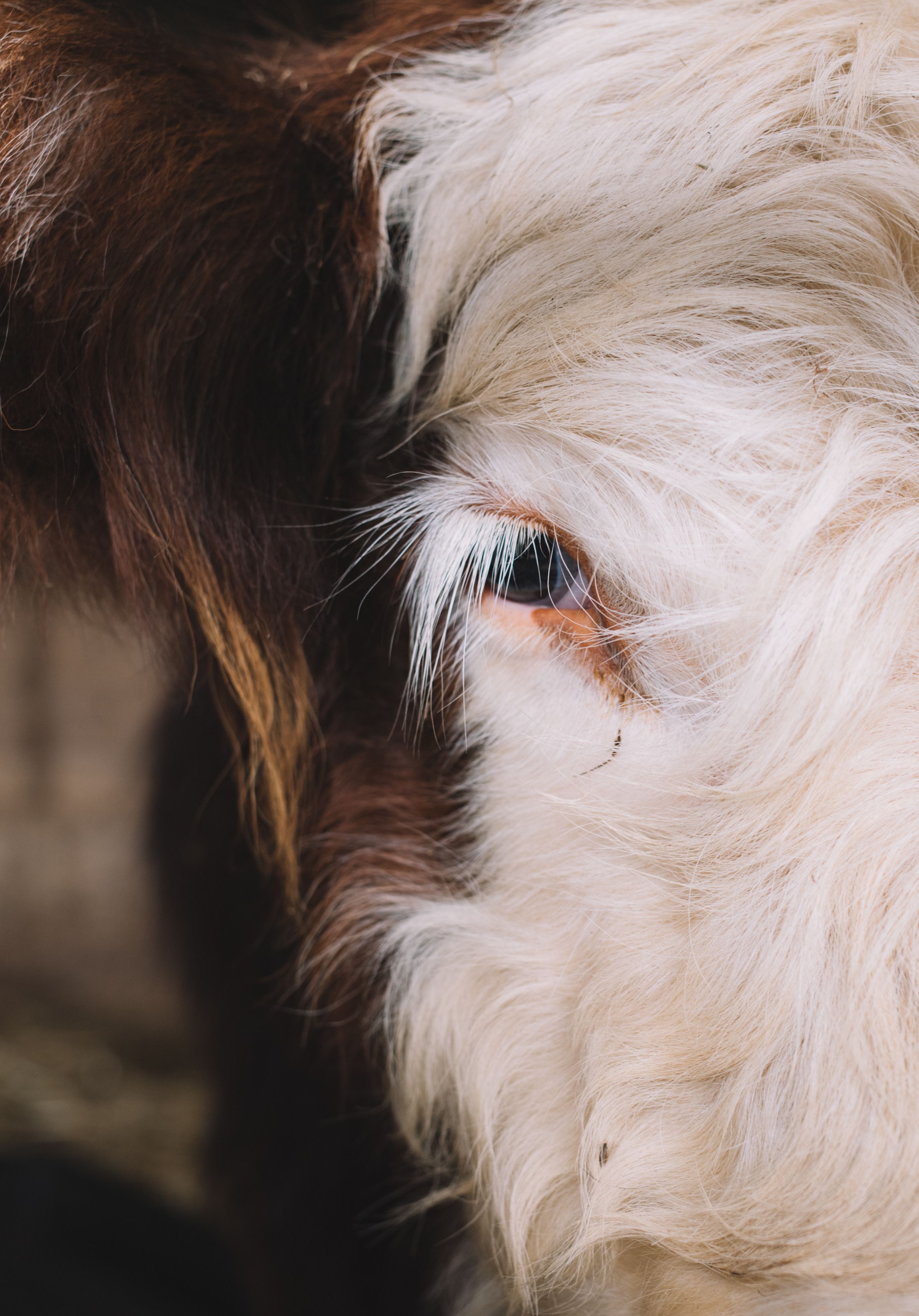 Close-up of Eye of Cow · Free Stock Photo