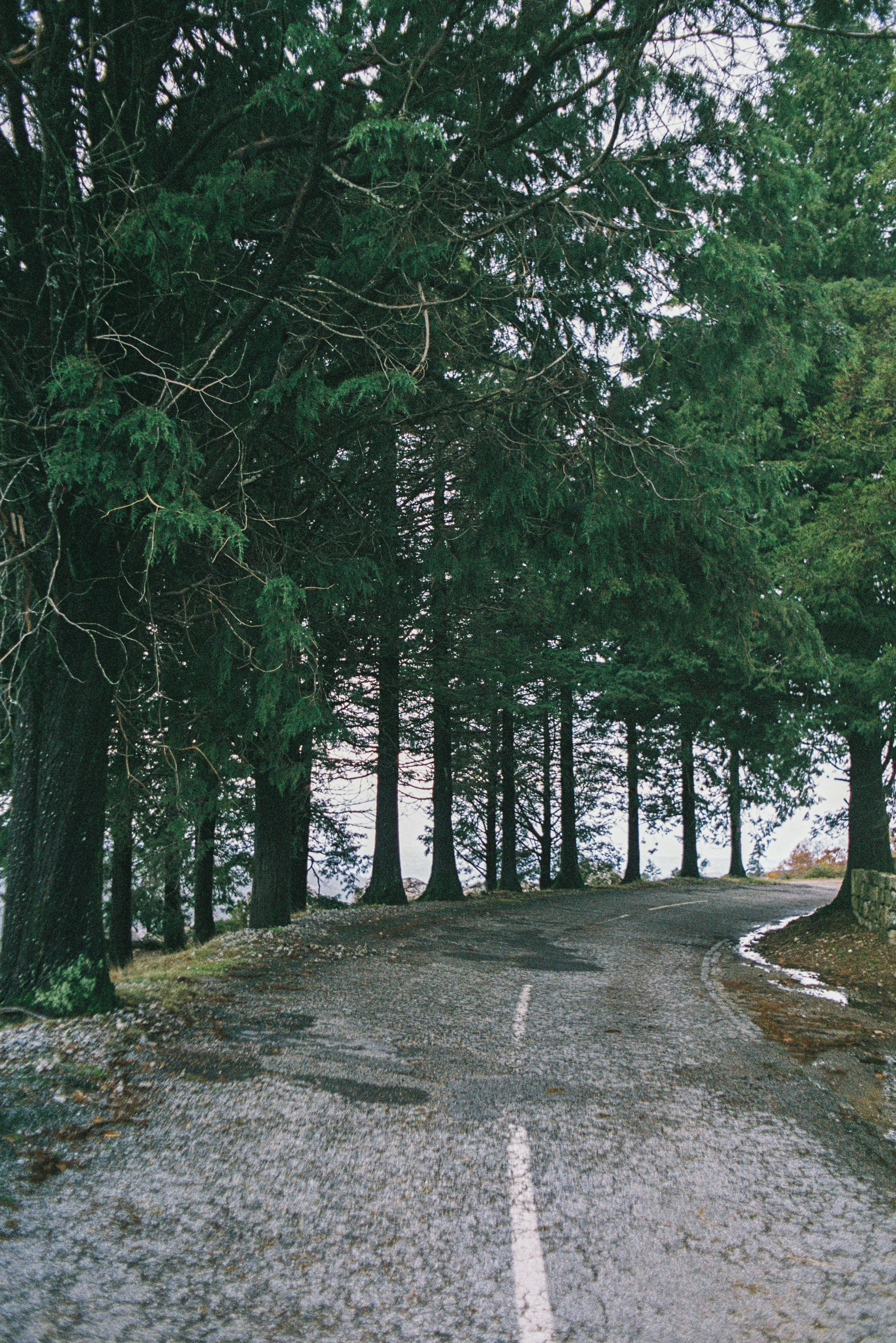 A Green Trees Near the Concrete Road · Free Stock Photo