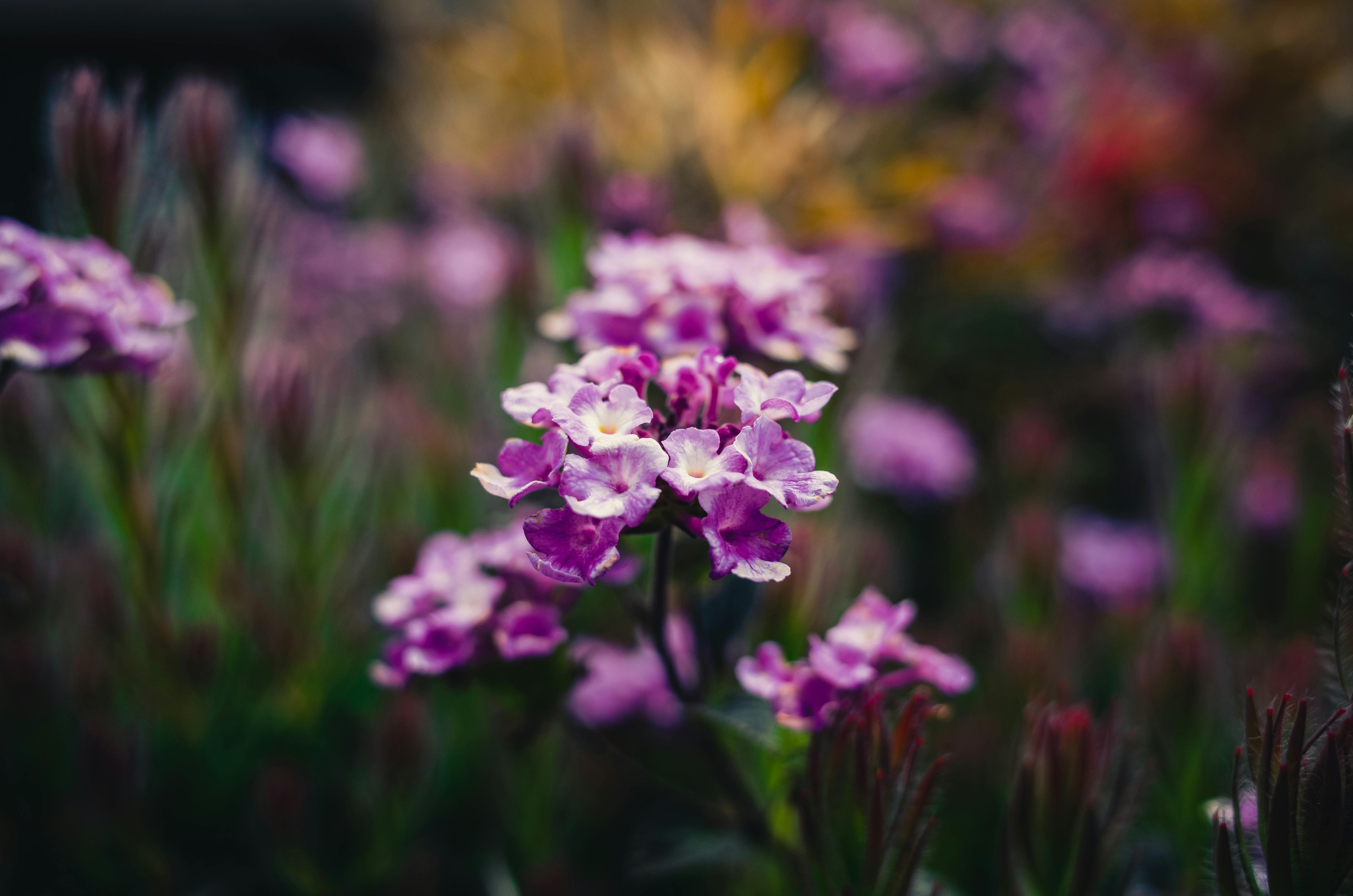 A Close-up Shot of a Flowers in Bloom · Free Stock Photo