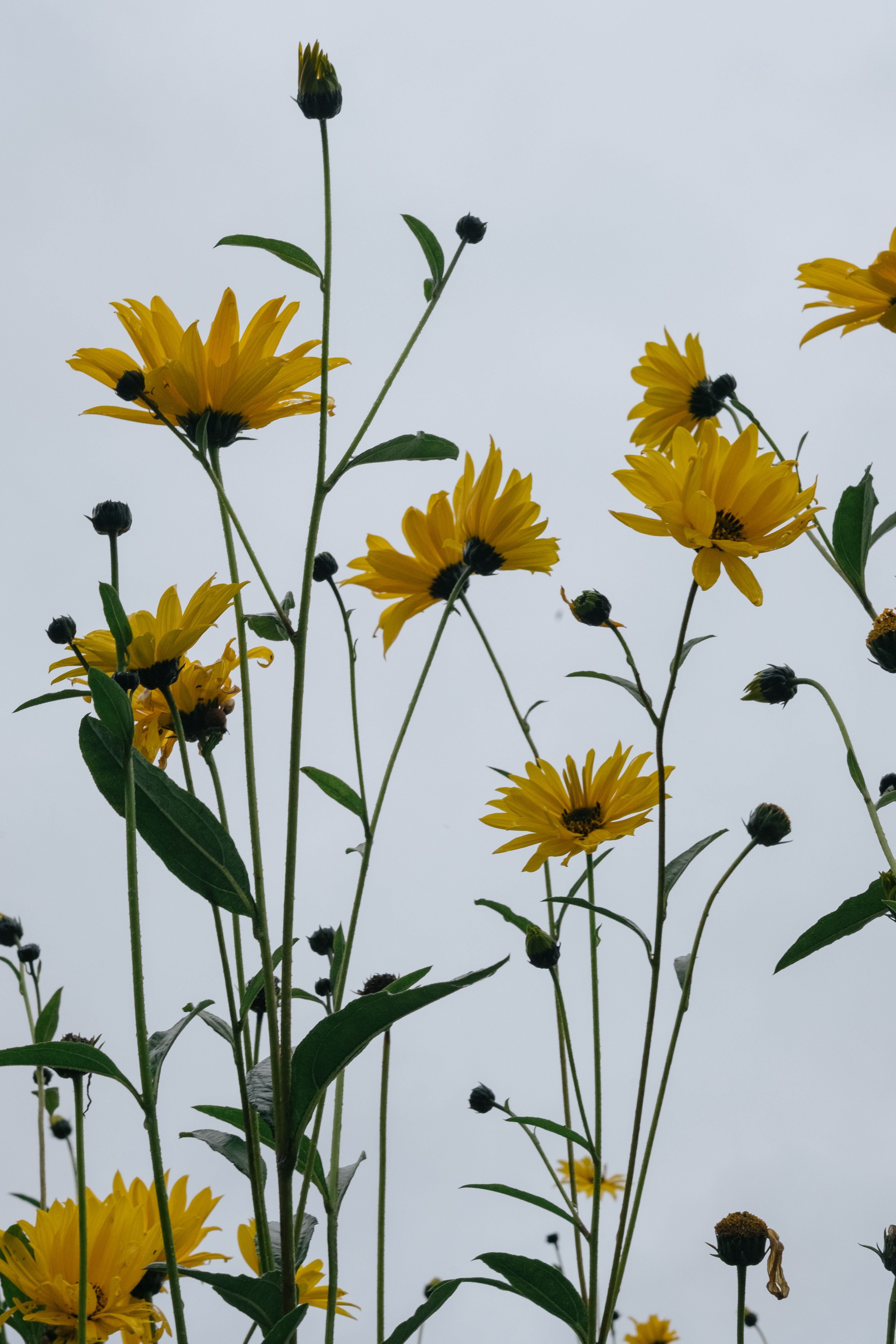 Photo of Sunflowers · Free Stock Photo