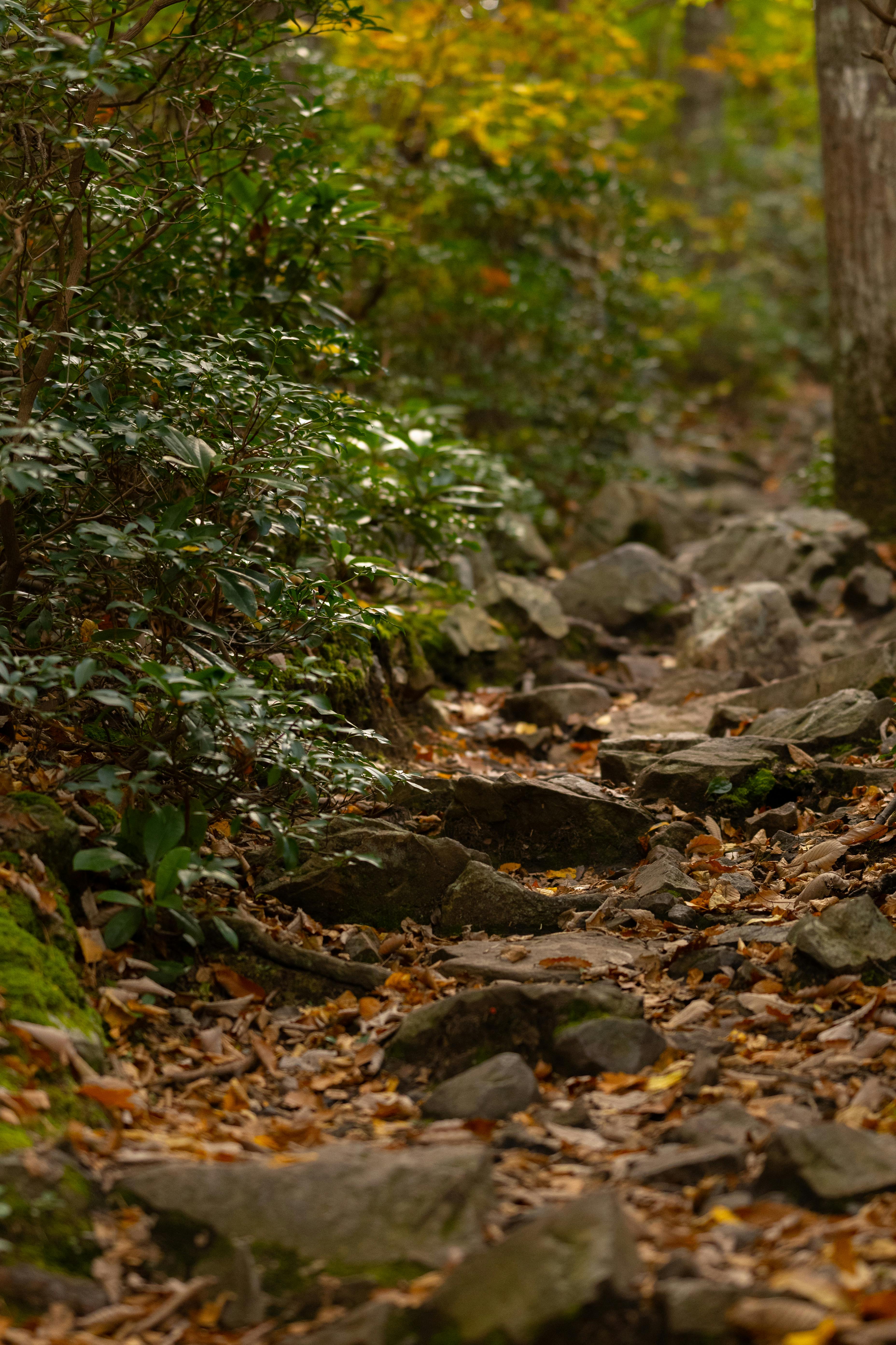 Rocks in the Forest · Free Stock Photo